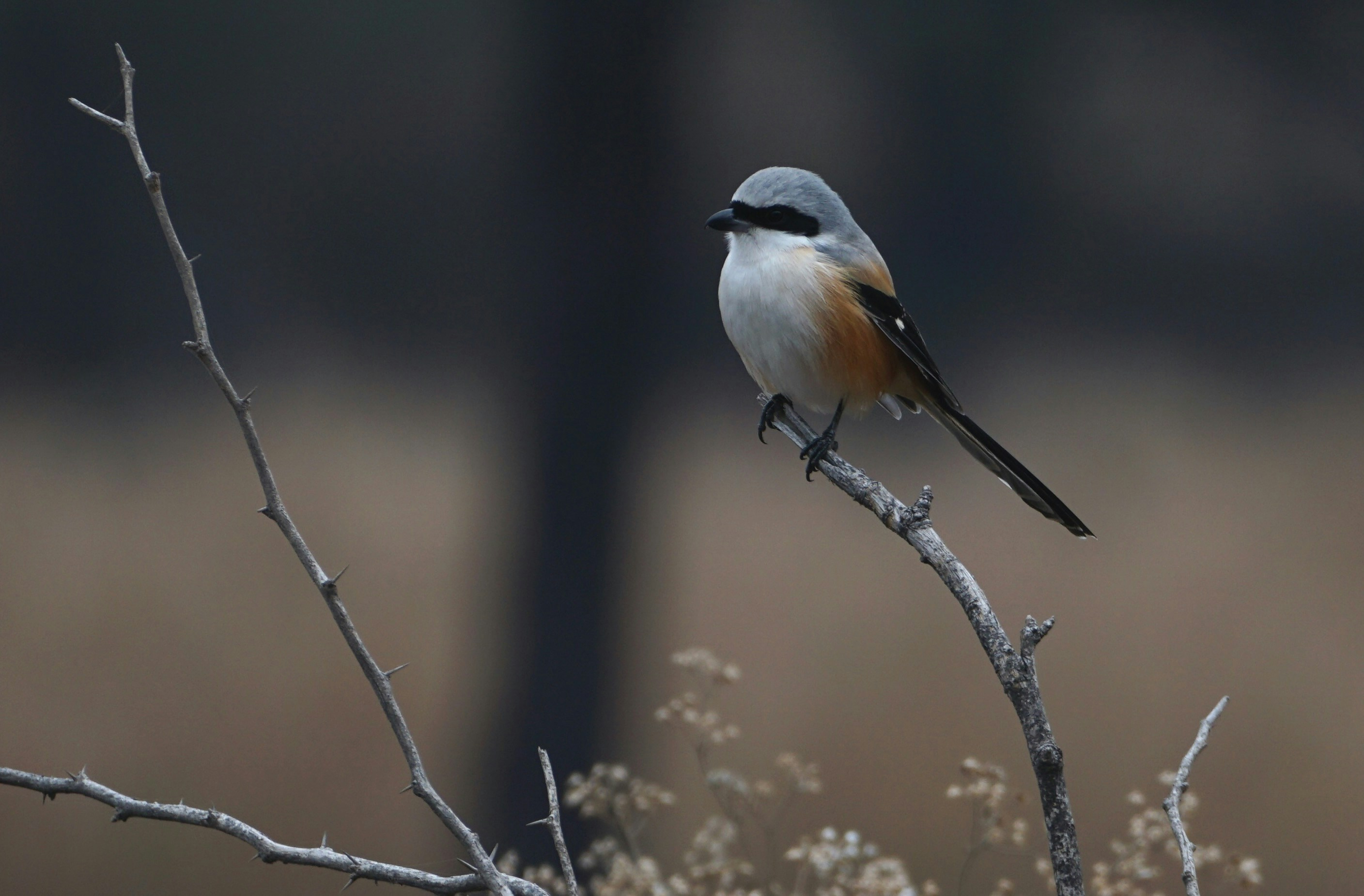 Perched in Quiet Light: A Tiny Warbler on a Bare Twig