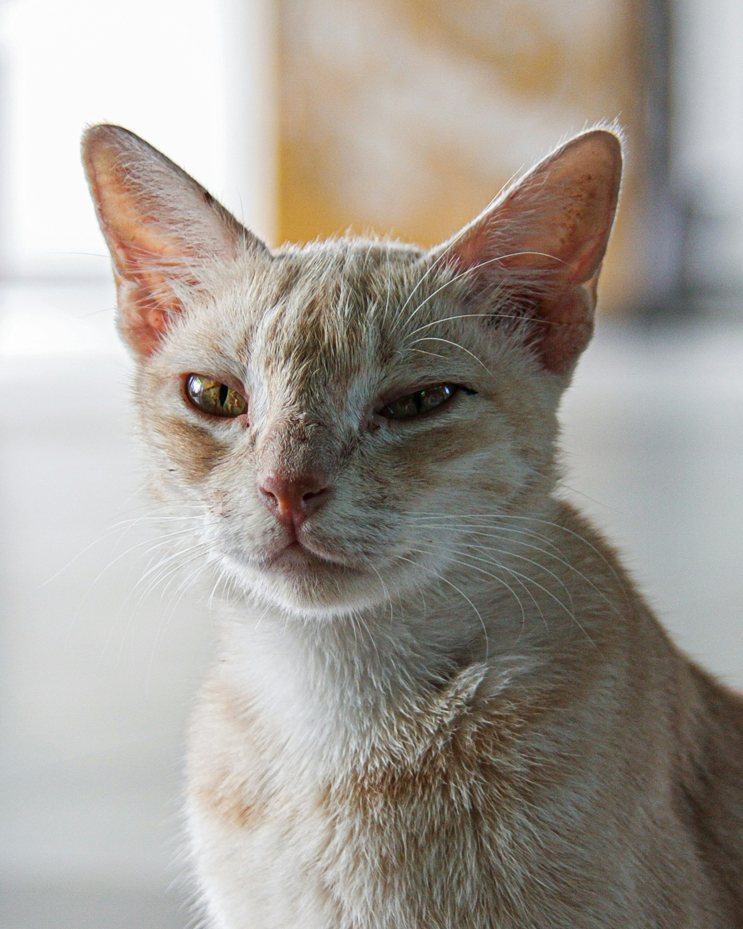 A close up of a cat looking at the camera photo – Free Animal Image on ...