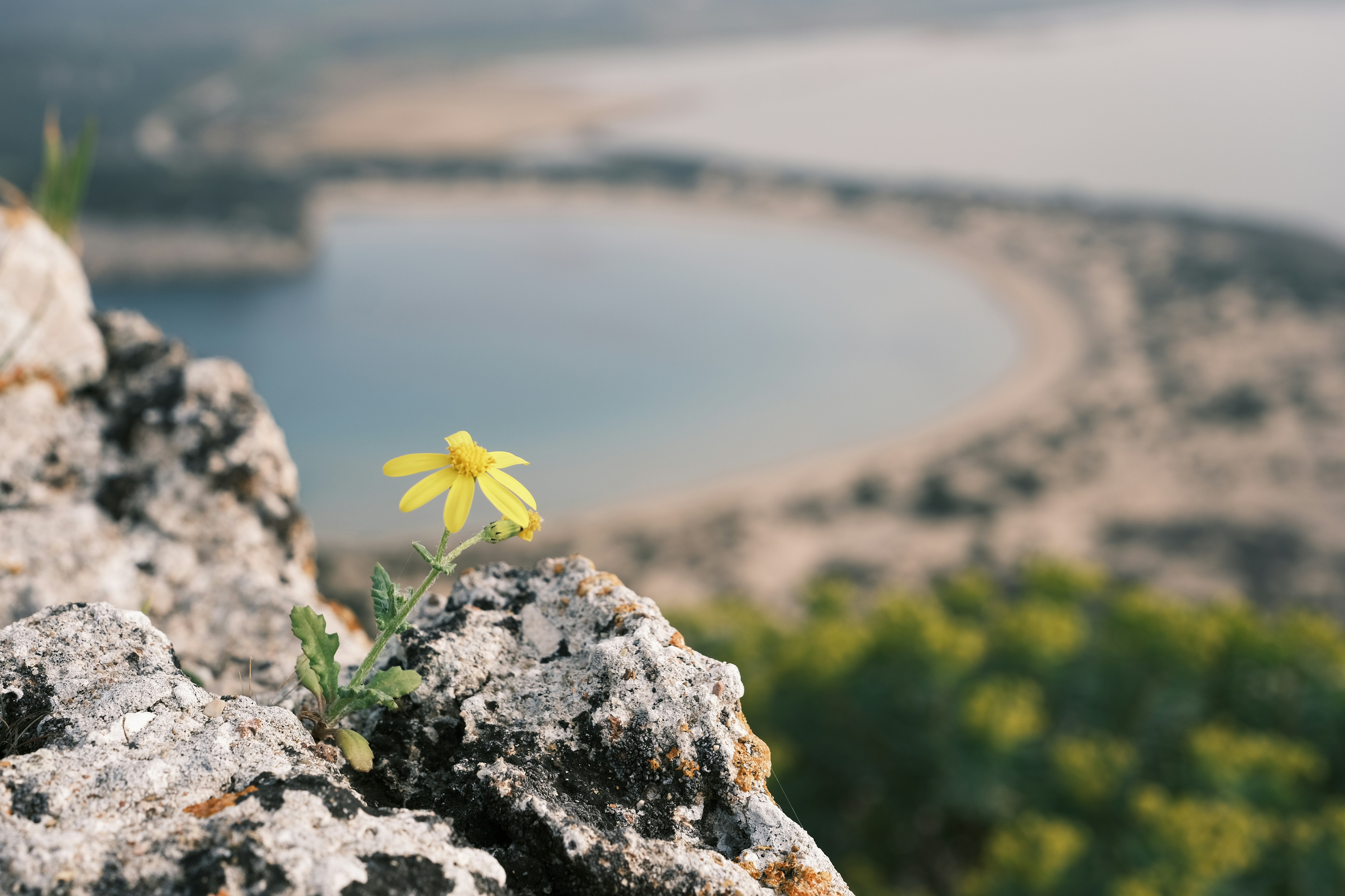 a single yellow flower sitting on top of a rock