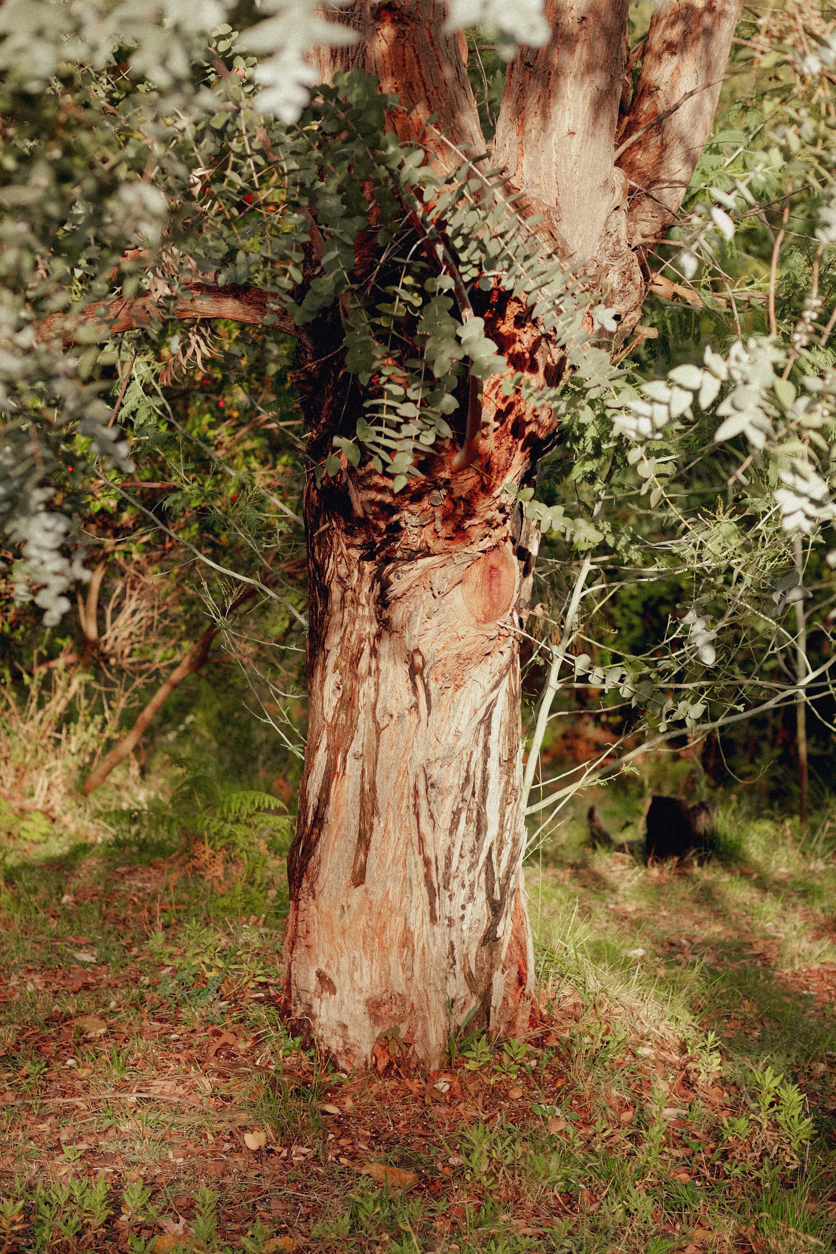 a tree that is in the middle of a forest
