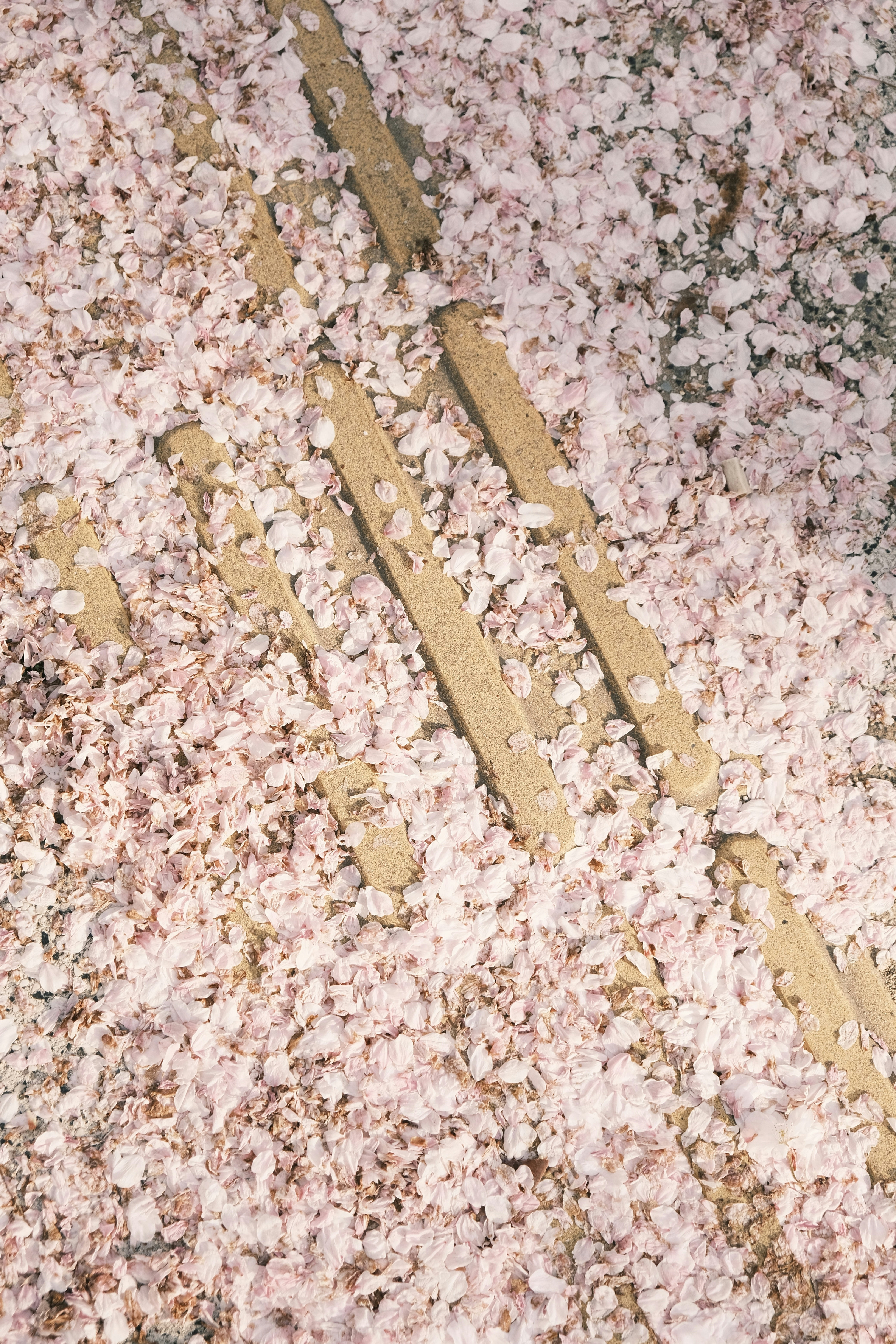Delicate pink cherry blossom petals scattered across a sandy surface, creating a serene and natural tapestry.