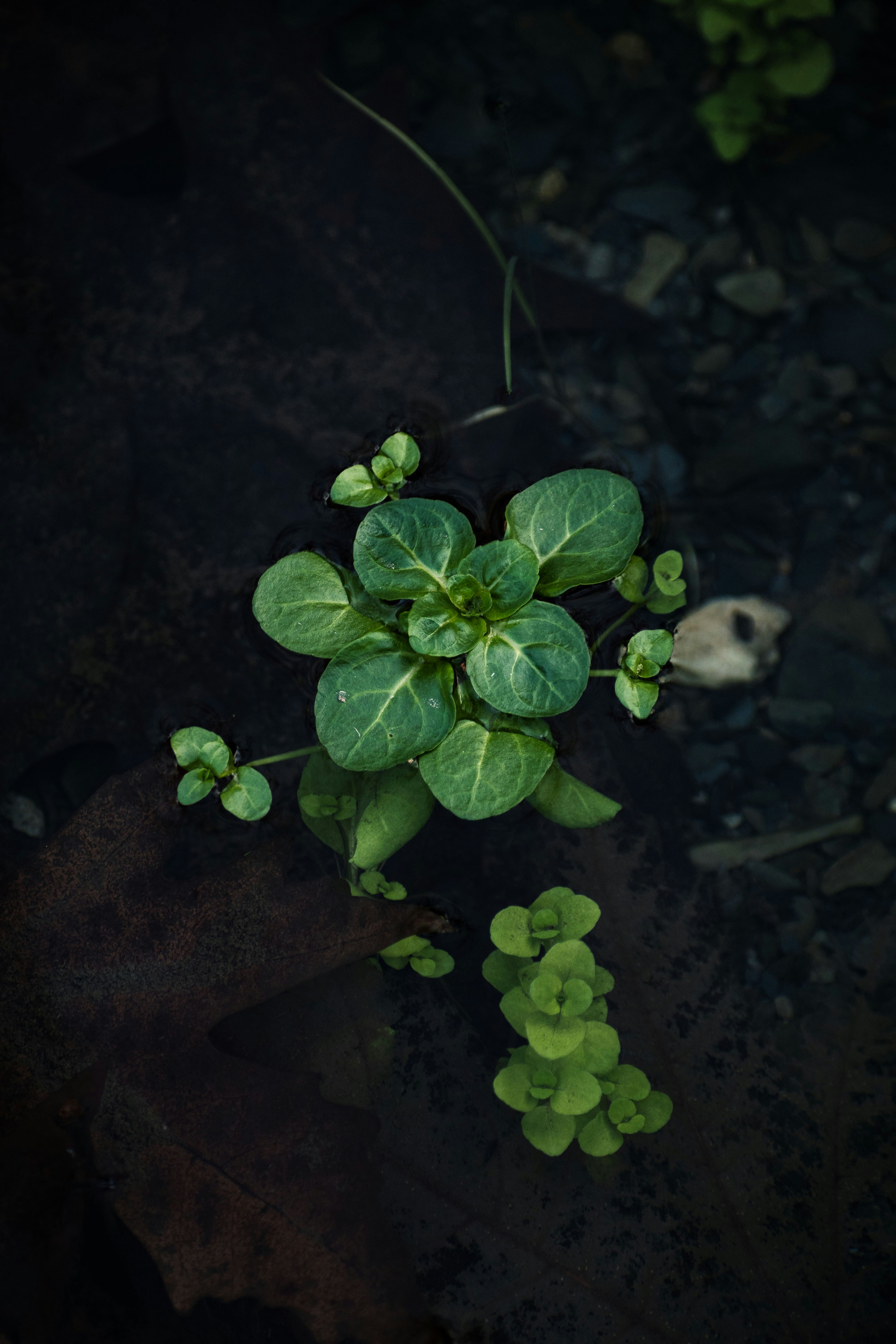 Emerald Grounders: Ferns Rise from Shadowed Water