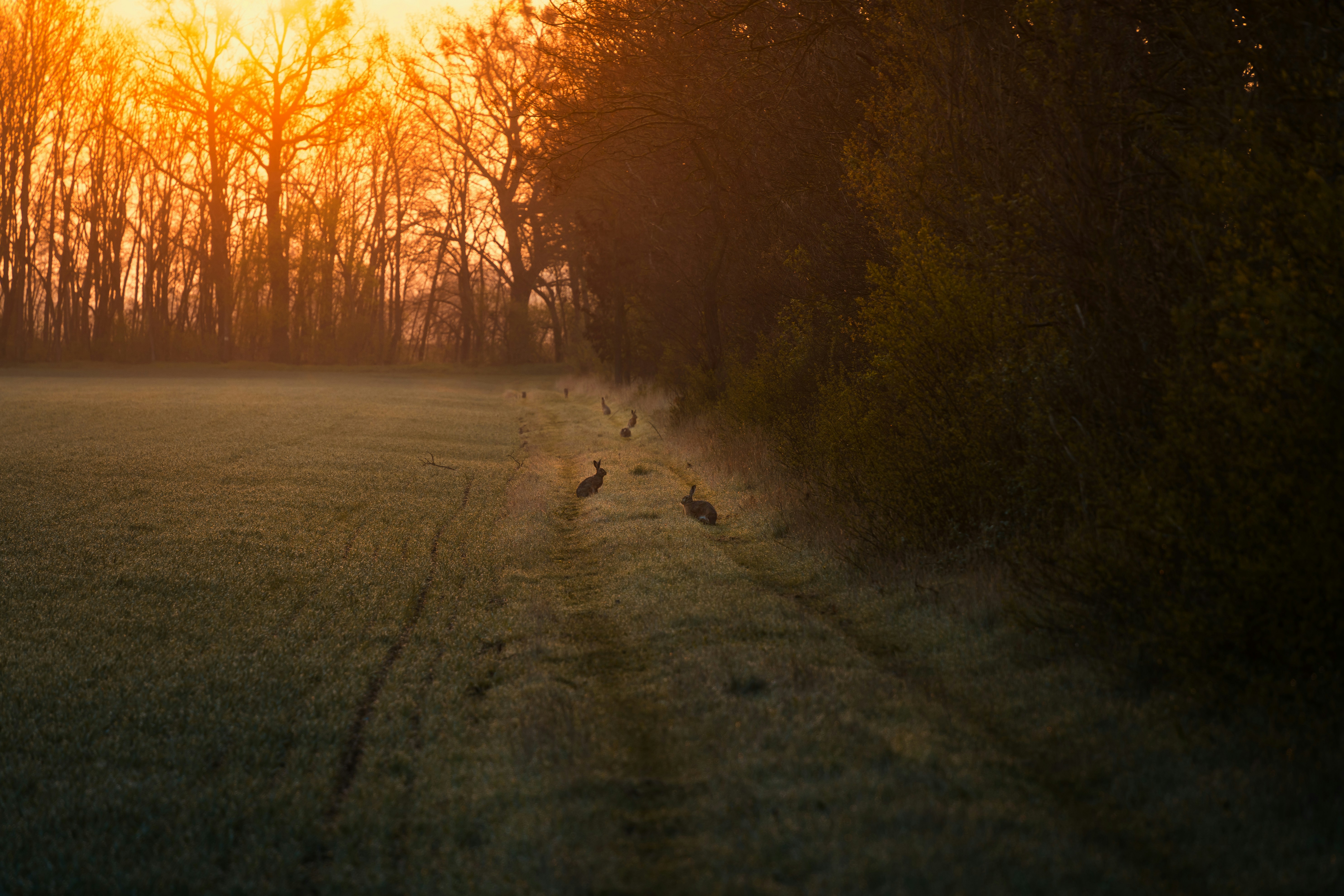 Amber Dawn Over a Hedge-Lined Meadow with Foraging Birds