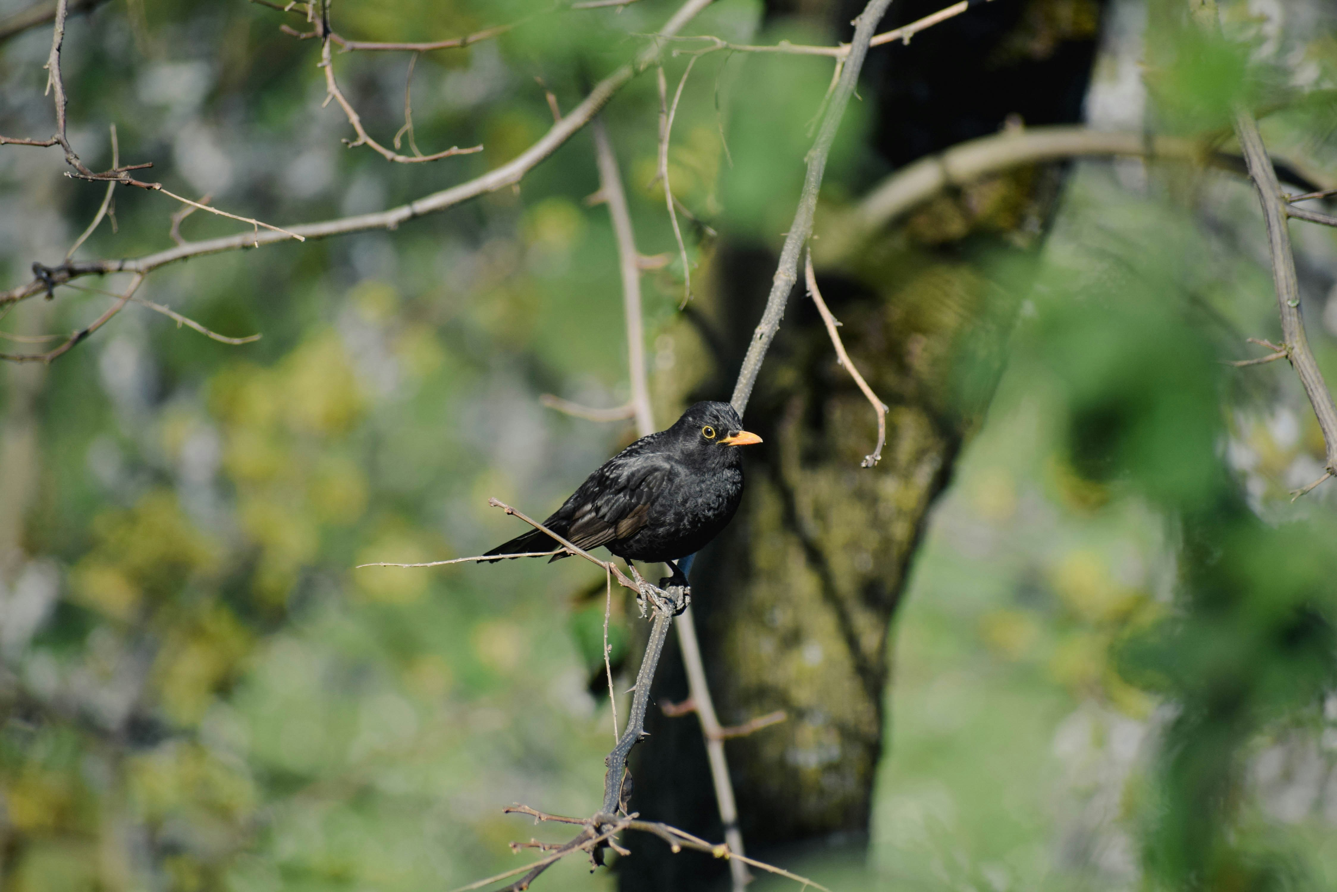 A blackbird perched on a slender branch, surrounded by lush greenery and tree bark textures. Its keen gaze suggests a moment of alertness.