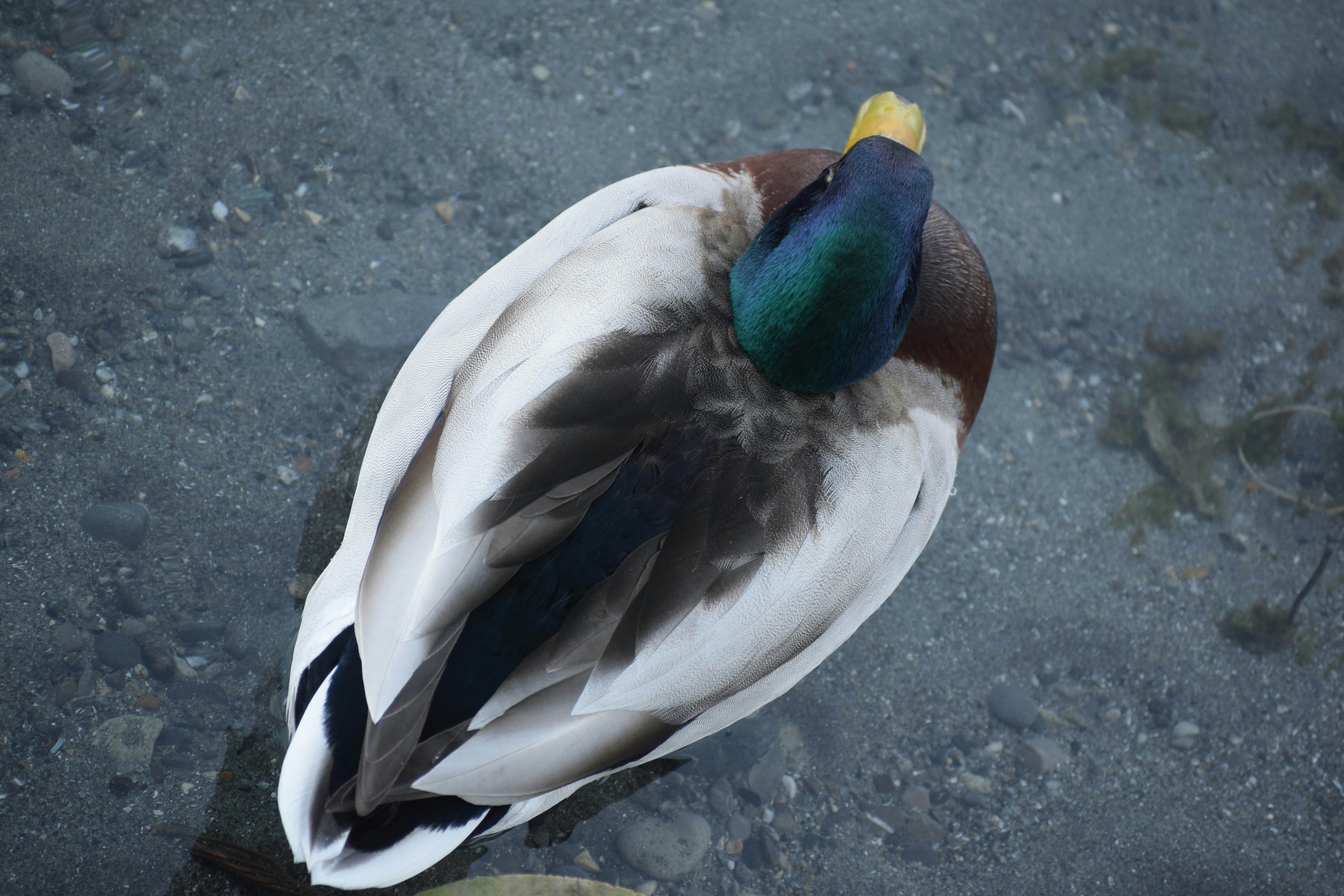 Top-Down Mallard: Iridescent Head Framed by Pebble Gray