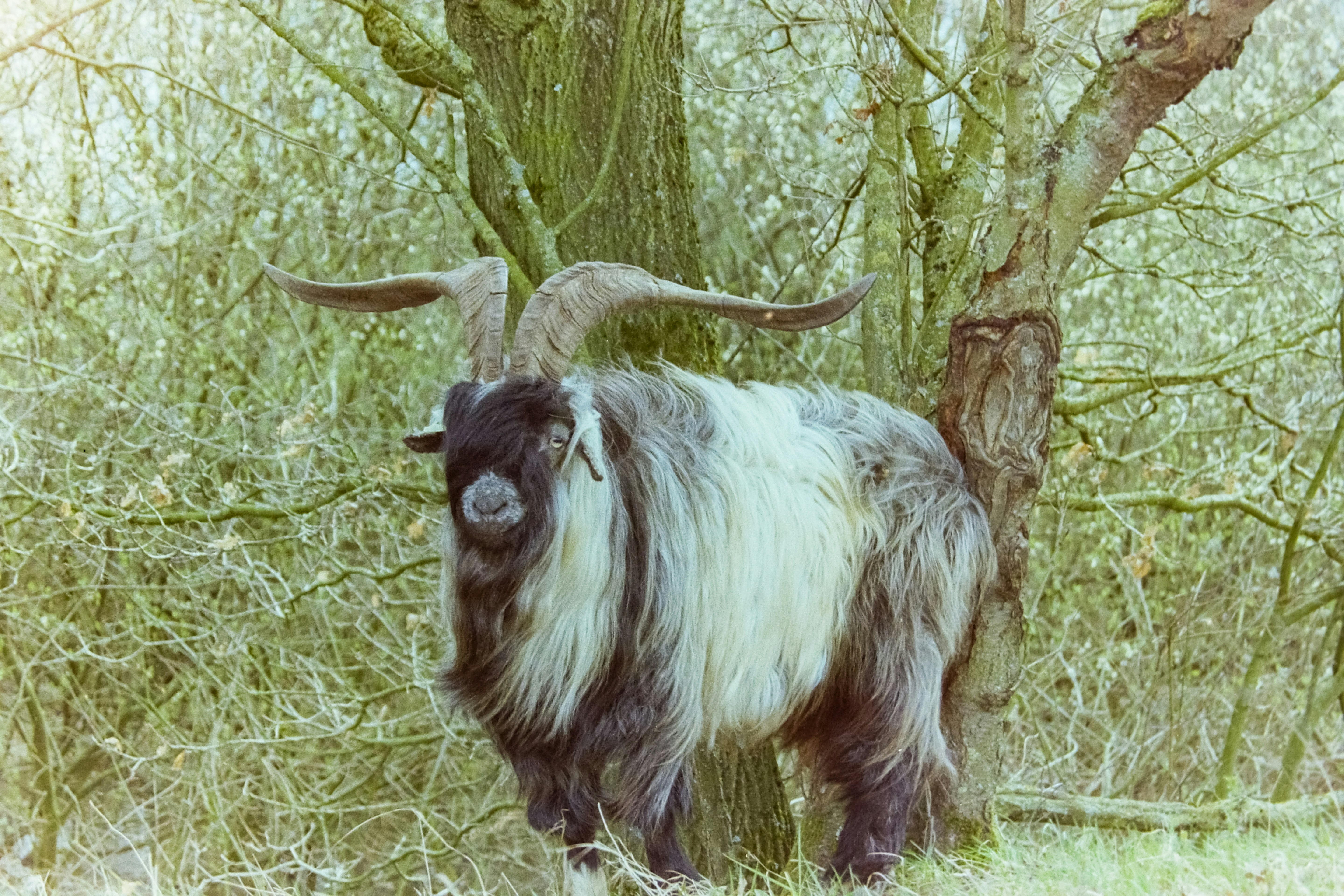 A regal goat with impressive horns stands beside a tree, embodying the spirit of the wild. The soft hues of the background enhance its striking features.