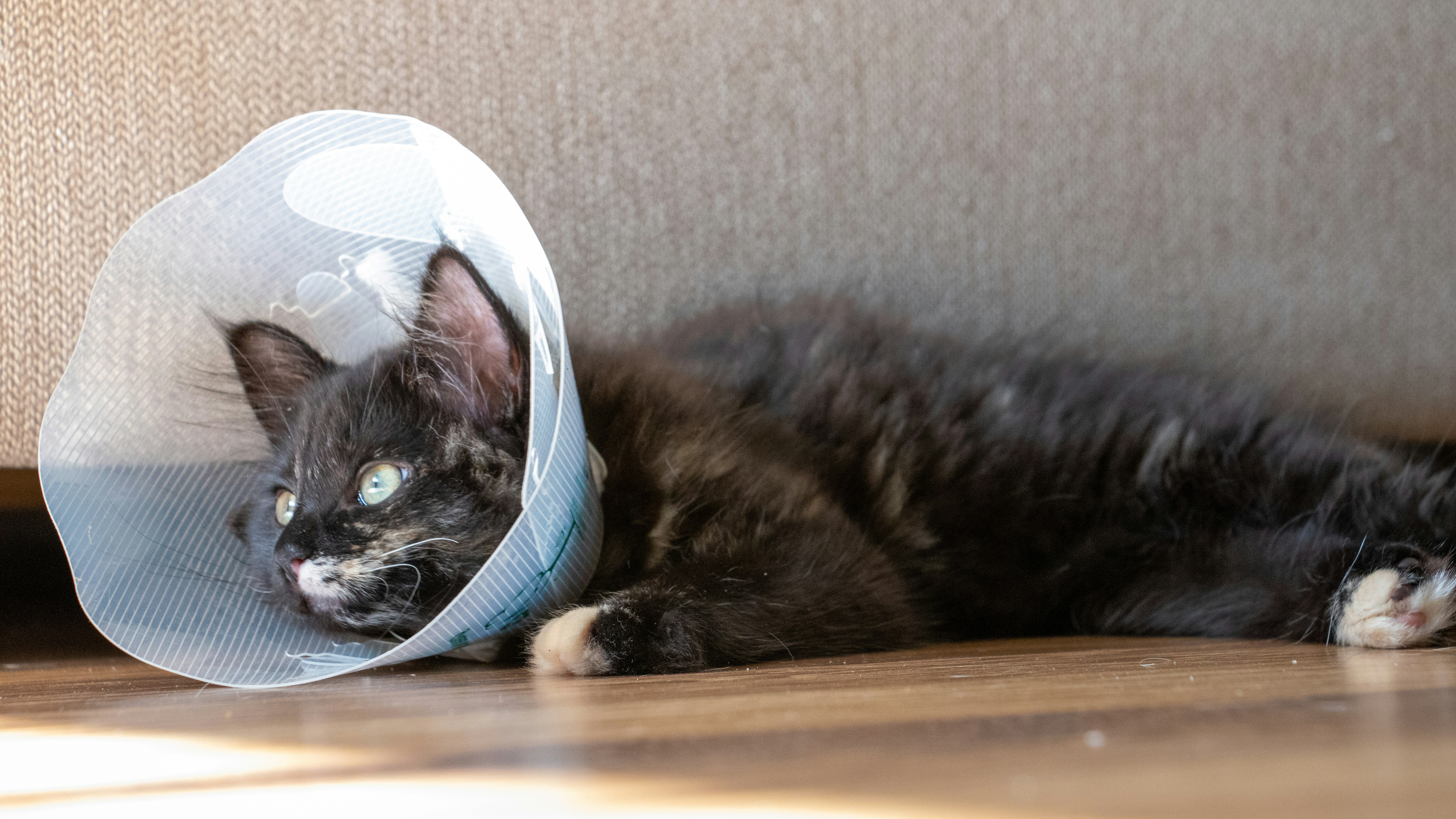 a cat with a cone on its head laying on the floor