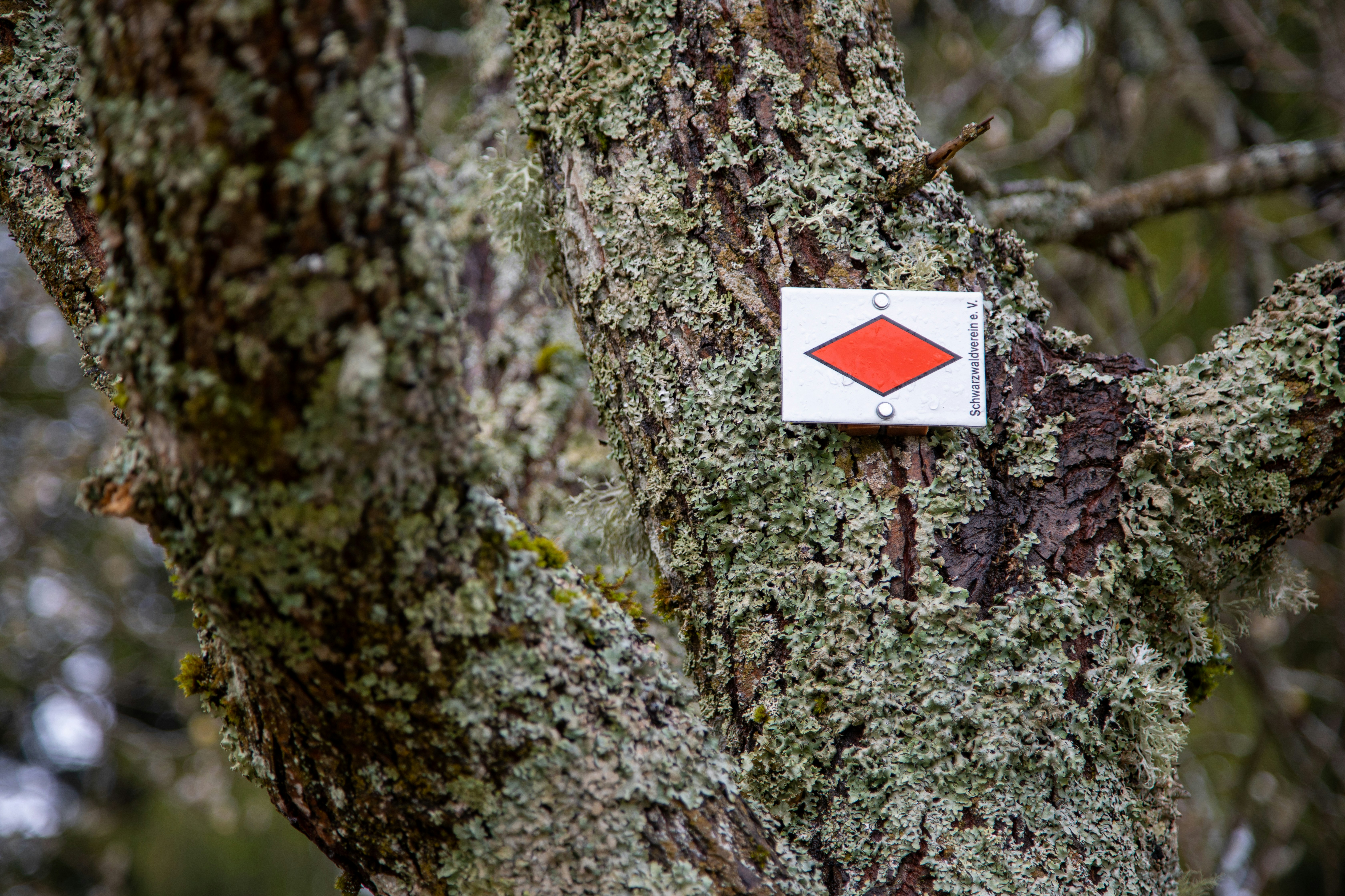 a red and white sign on a tree