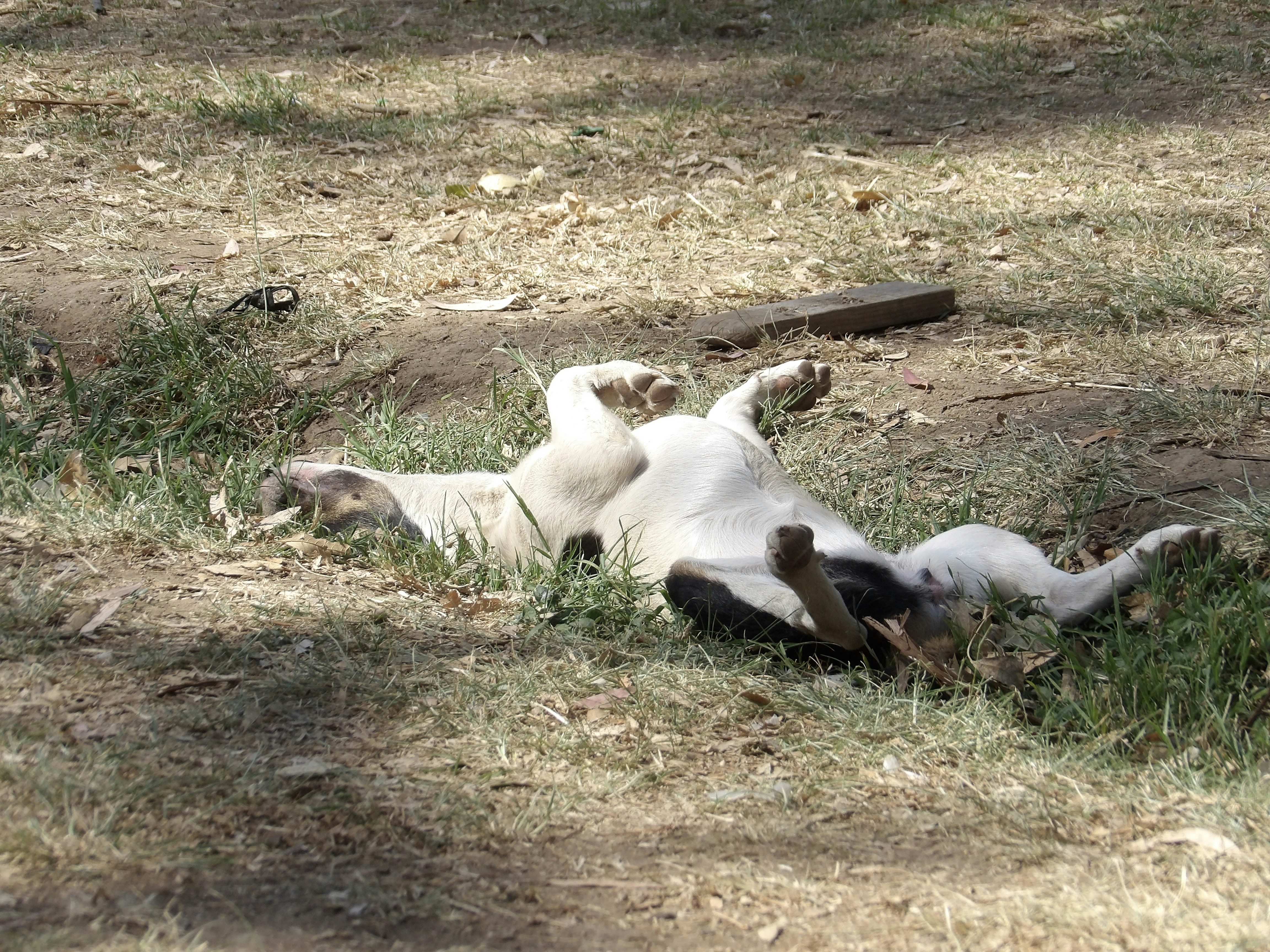 A playful dog rolls on its back in a sunlit patch of grass, exuding joy and relaxation. The scene captures the essence of carefree moments in a natural setting.