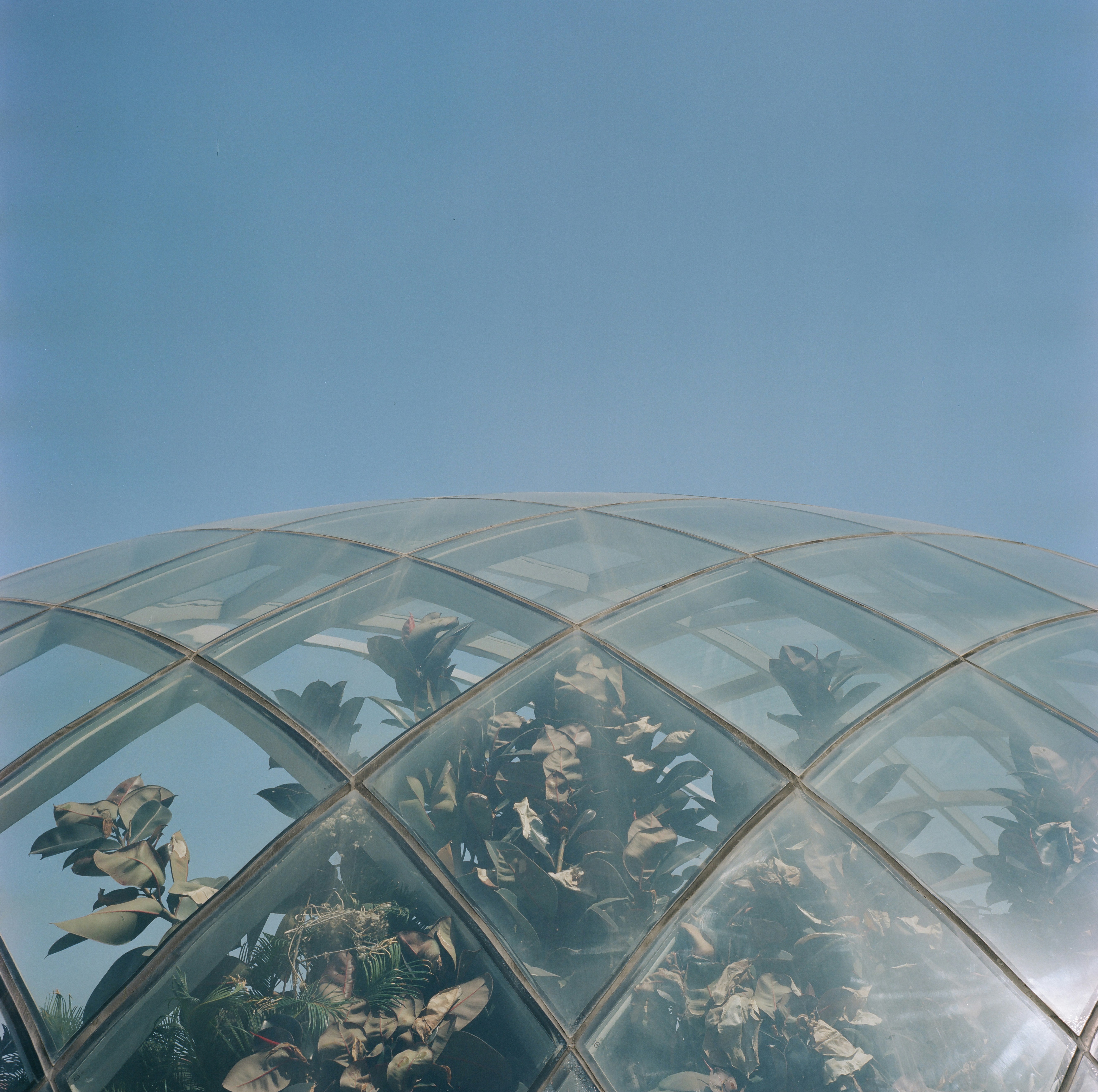 A large glass dome with plants growing inside of it photo – Free Dome ...