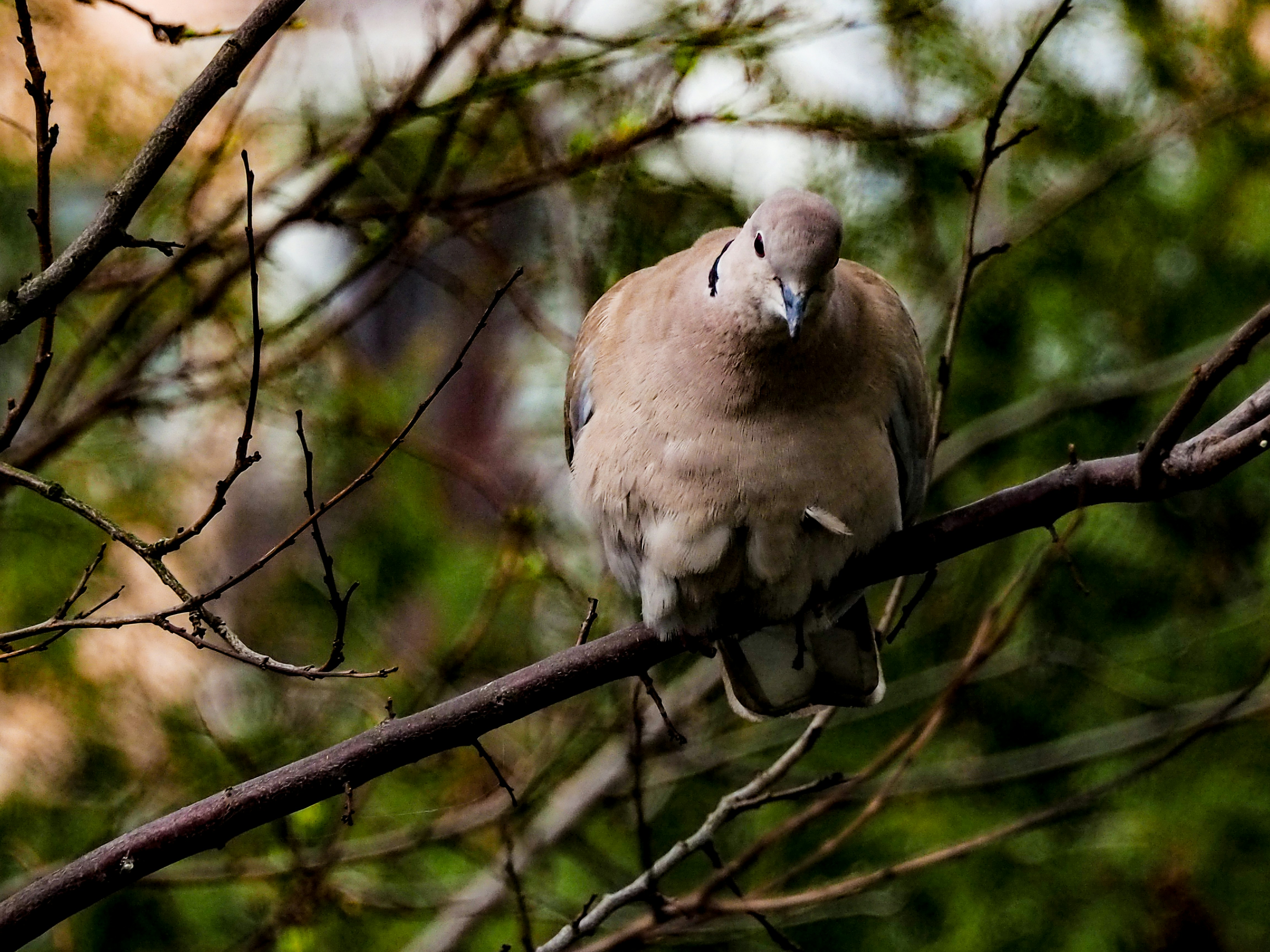 Bird On Tree Pictures | Download Free Images on Unsplash