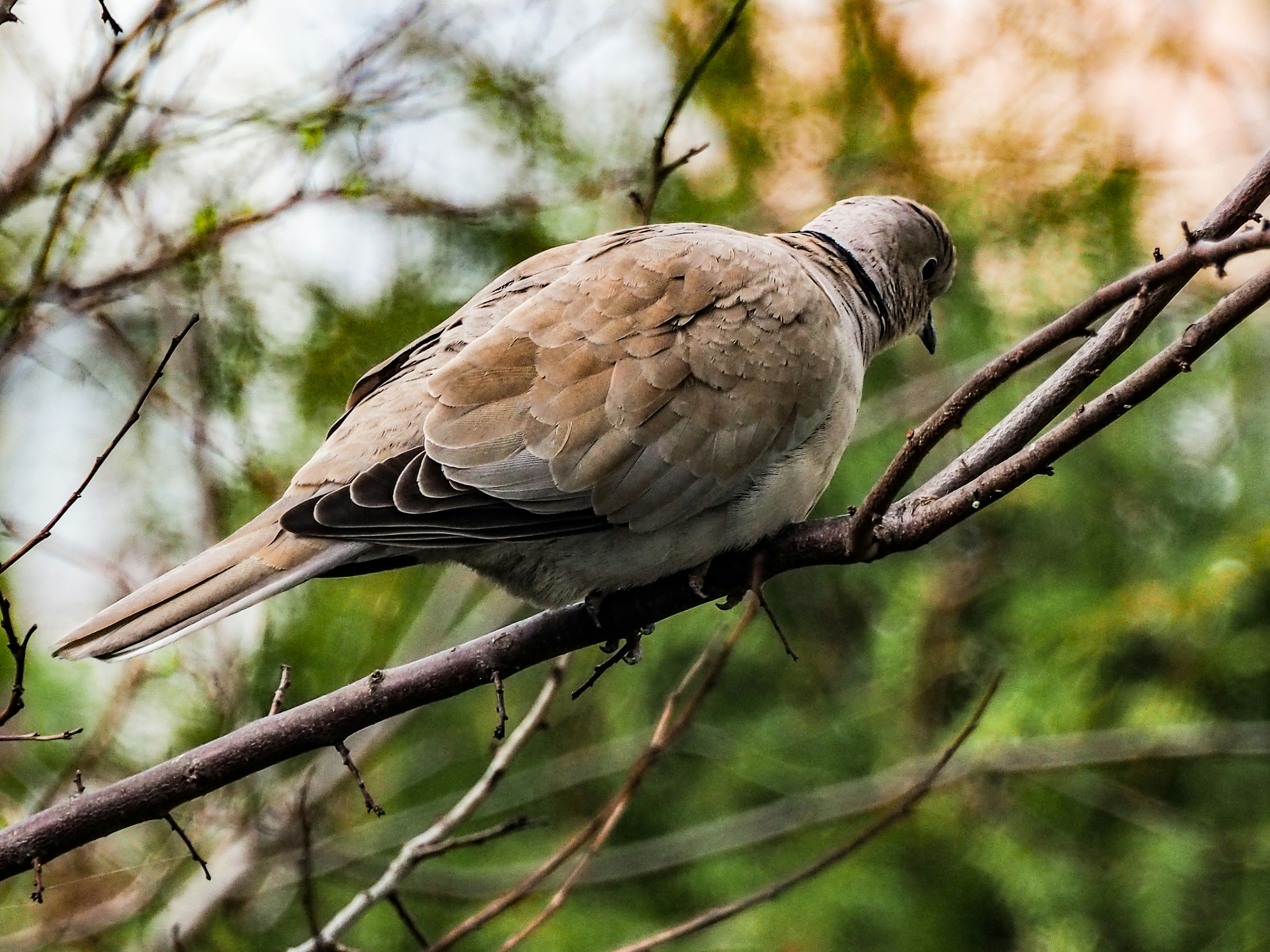 A dove perched on a slender branch, gazing downward amidst a backdrop of vibrant foliage.