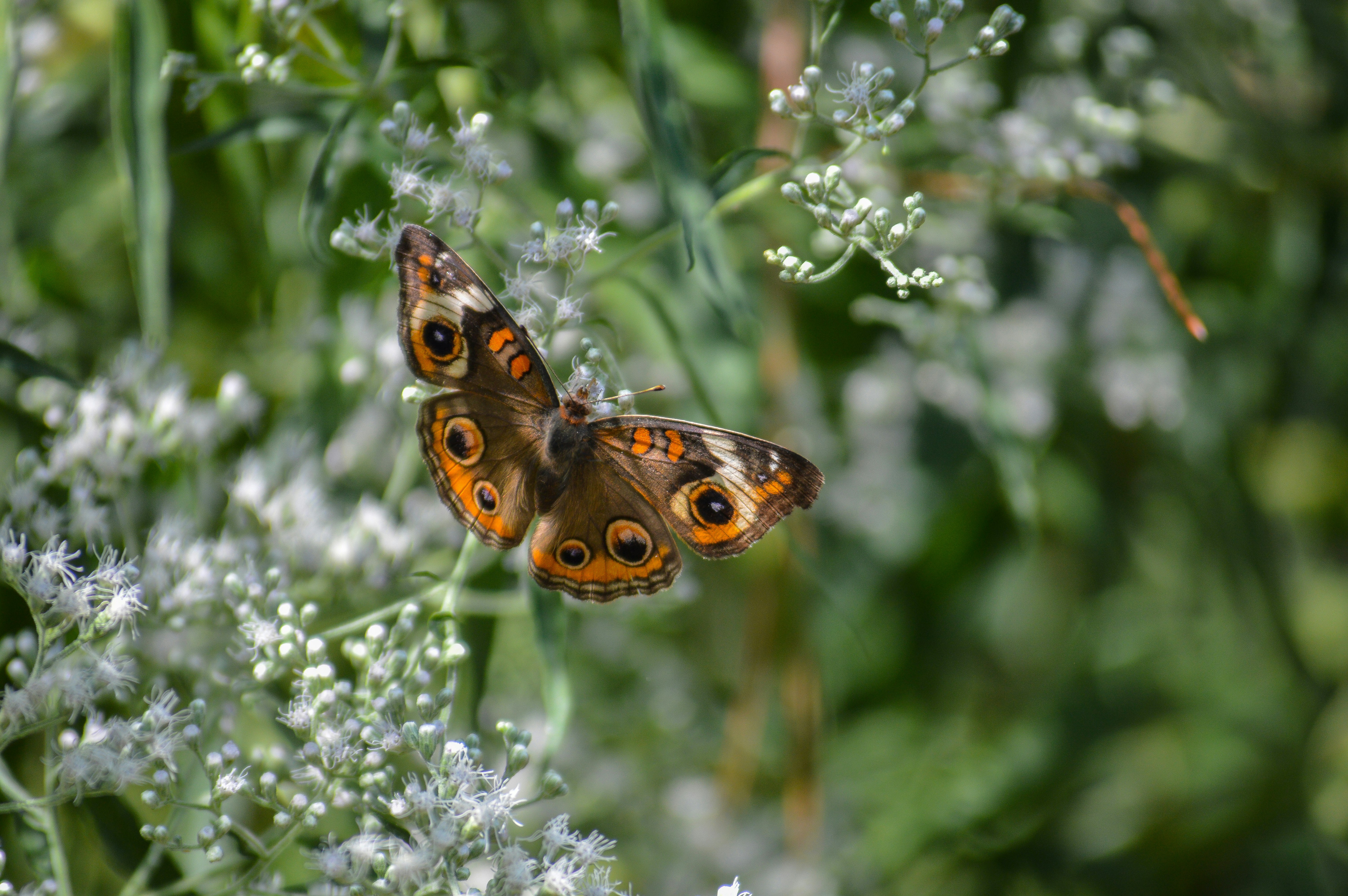Imágenes de Mariposa Buckeye | Descarga imágenes gratuitas en Unsplash