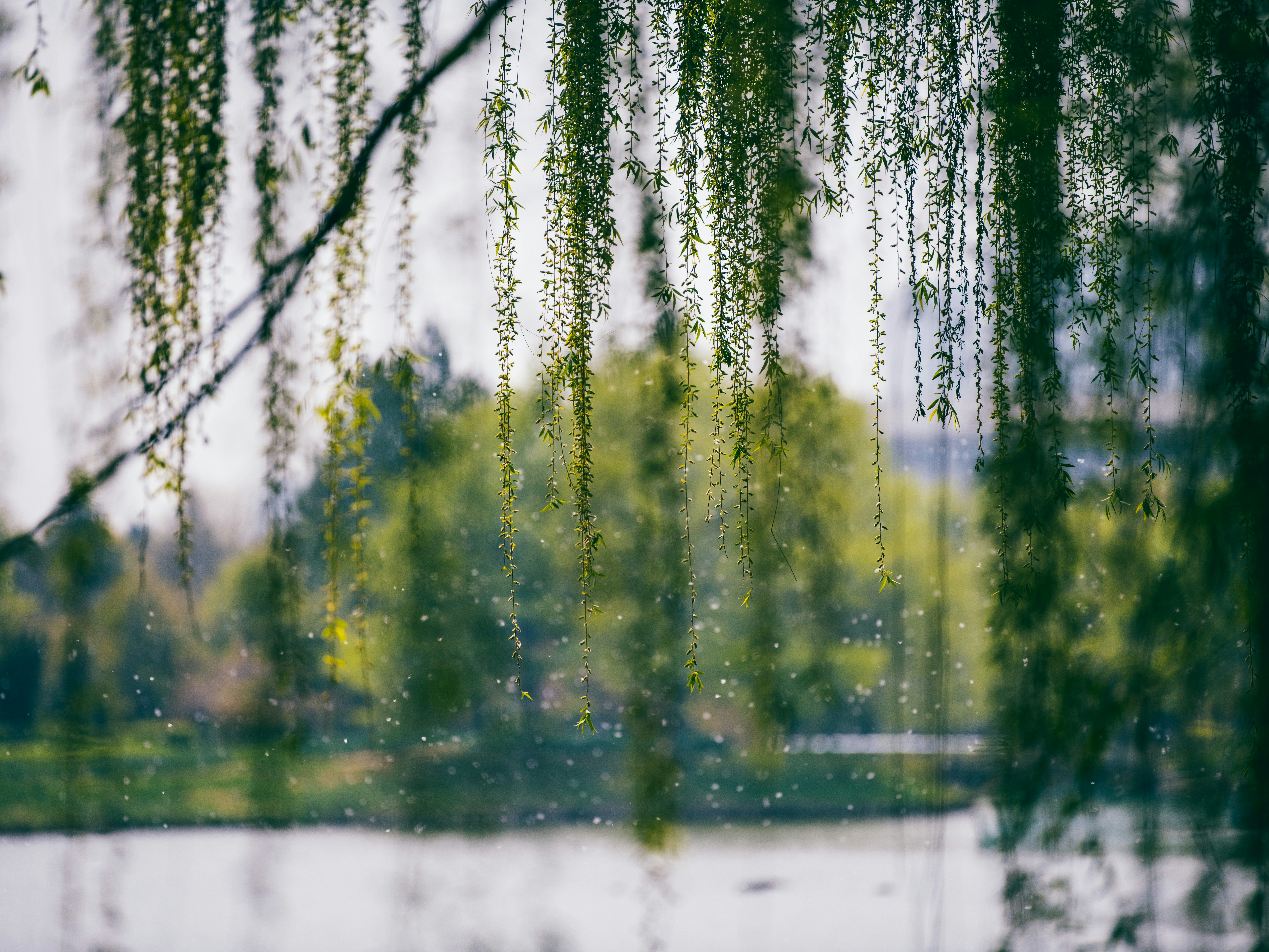 A tree hanging over a body of water photo – Free China Image on Unsplash