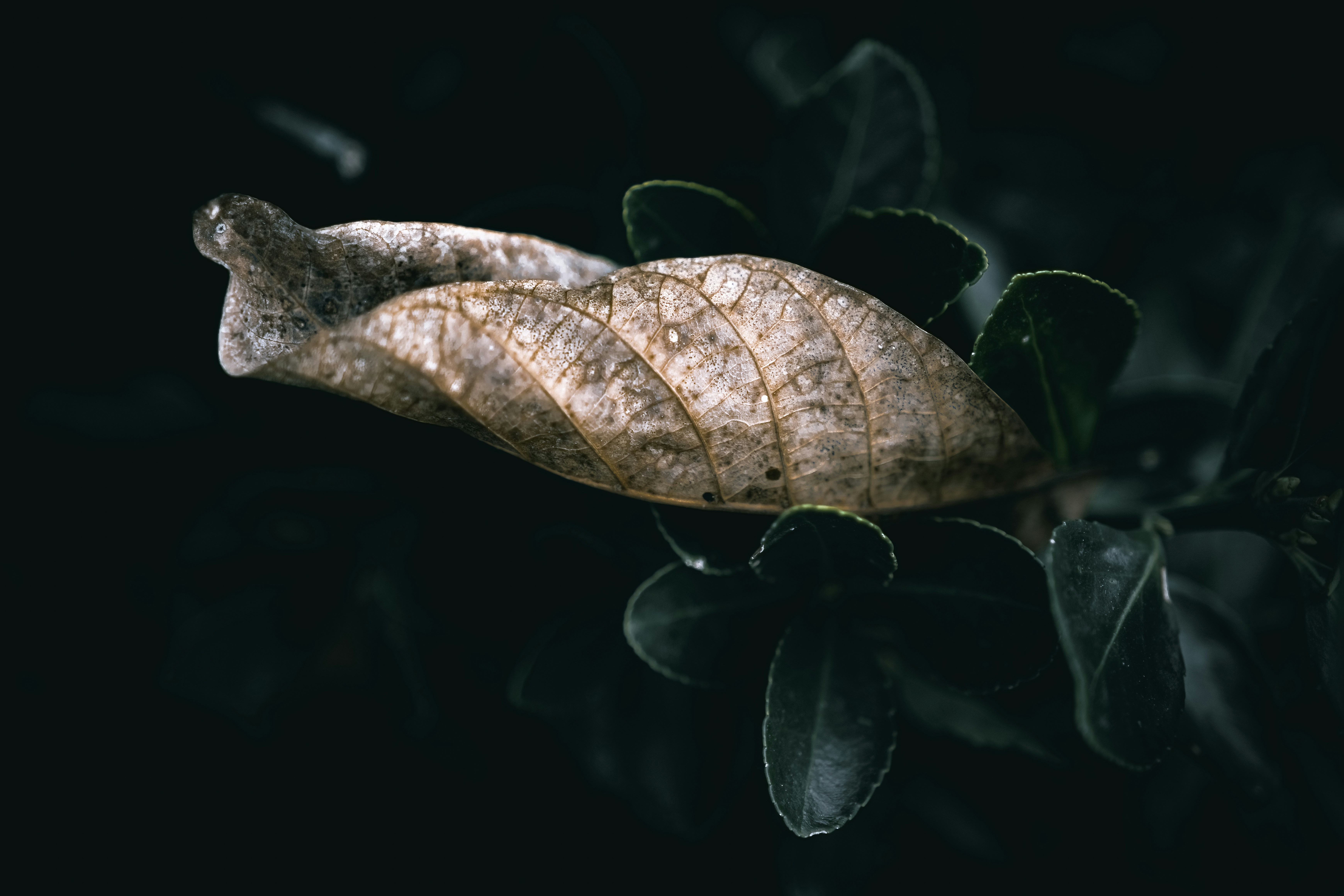 Withered Leaf Lantern on Night-Pressed Foliage