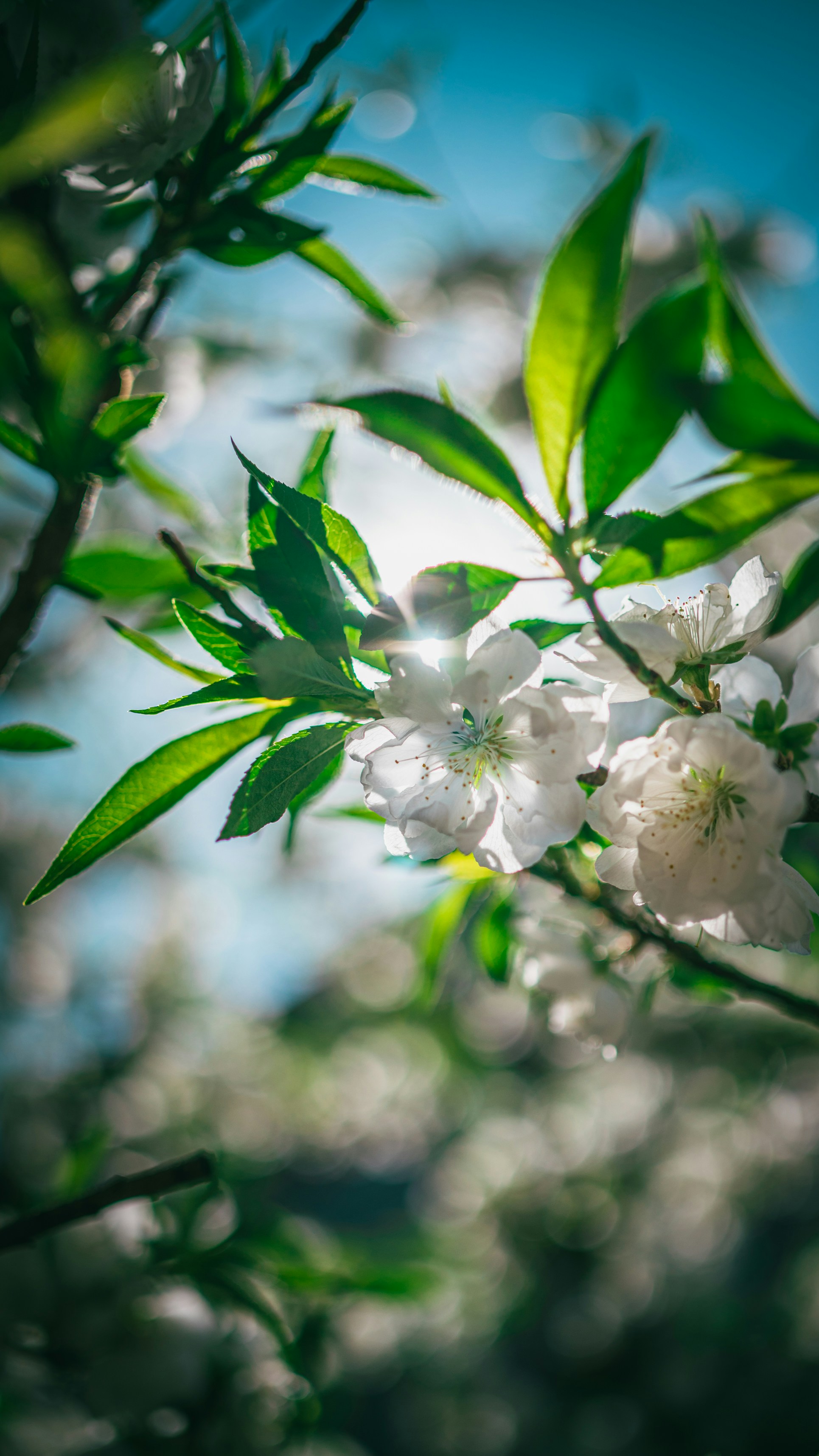 a branch with white flowers and green leaves