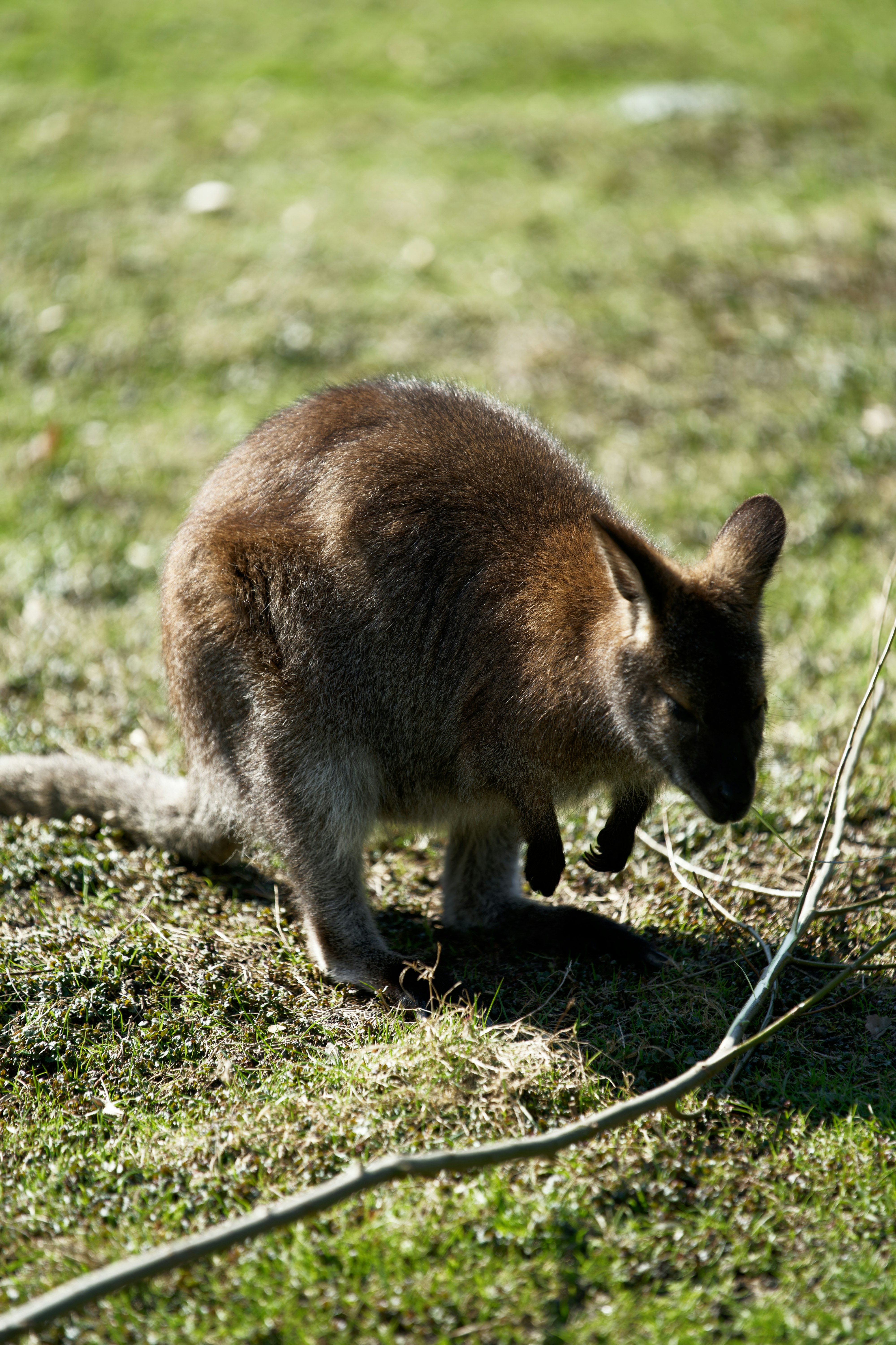 a small kangaroo standing on top of a lush green field