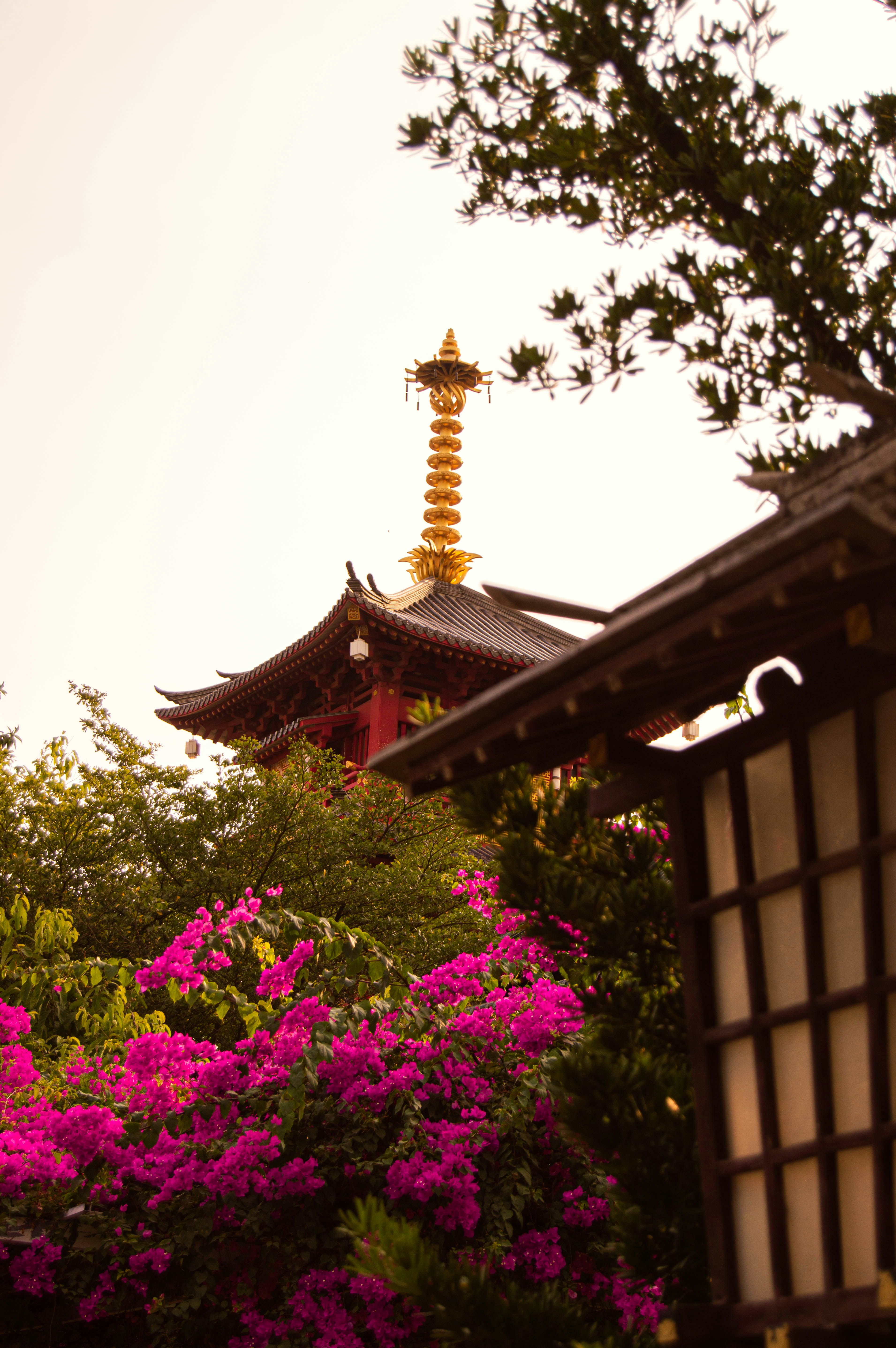 Gilded Spire Peeking Through Pink Bougainvillea