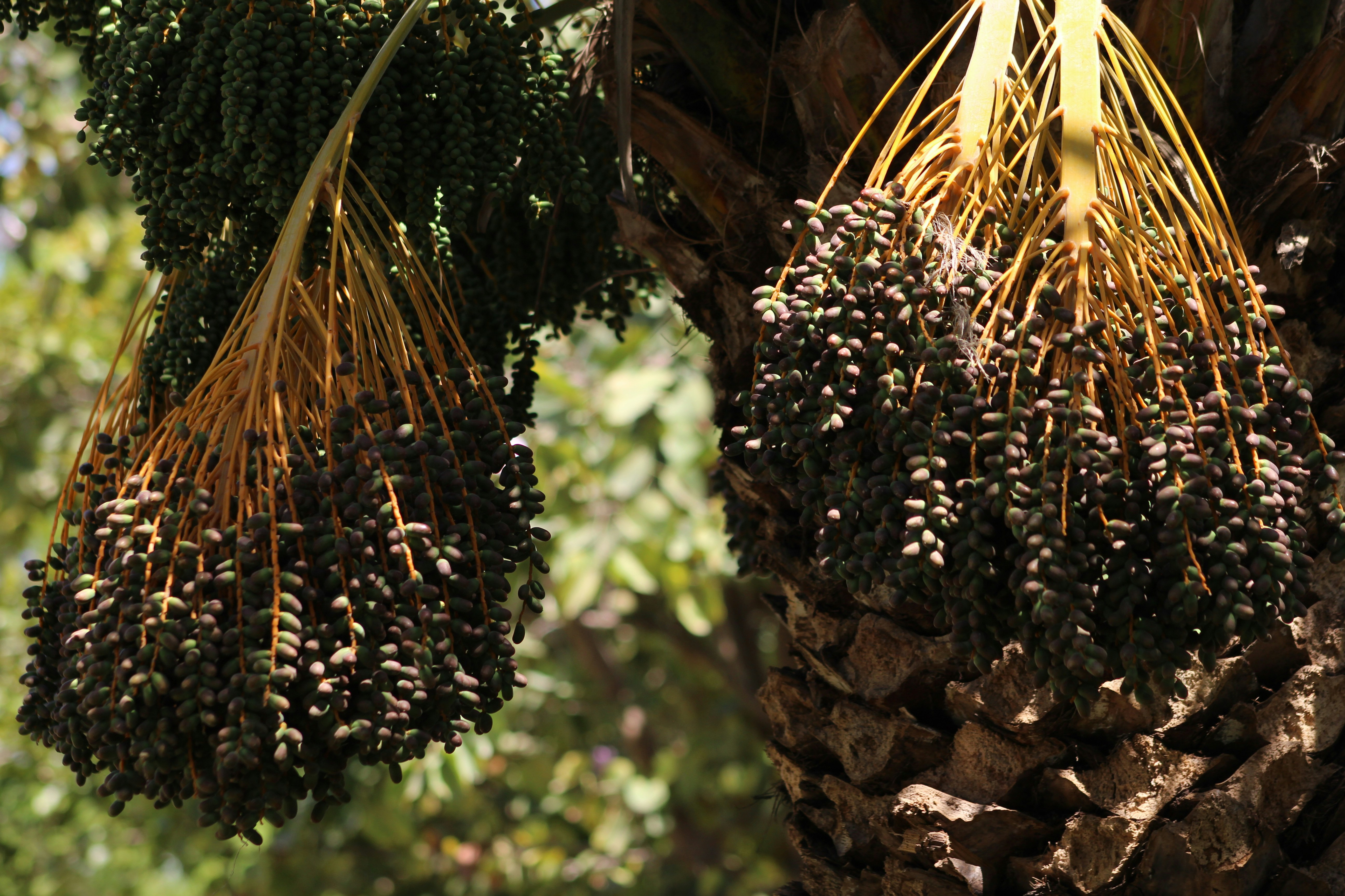 Dates Tree Pictures | Download Free Images on Unsplash