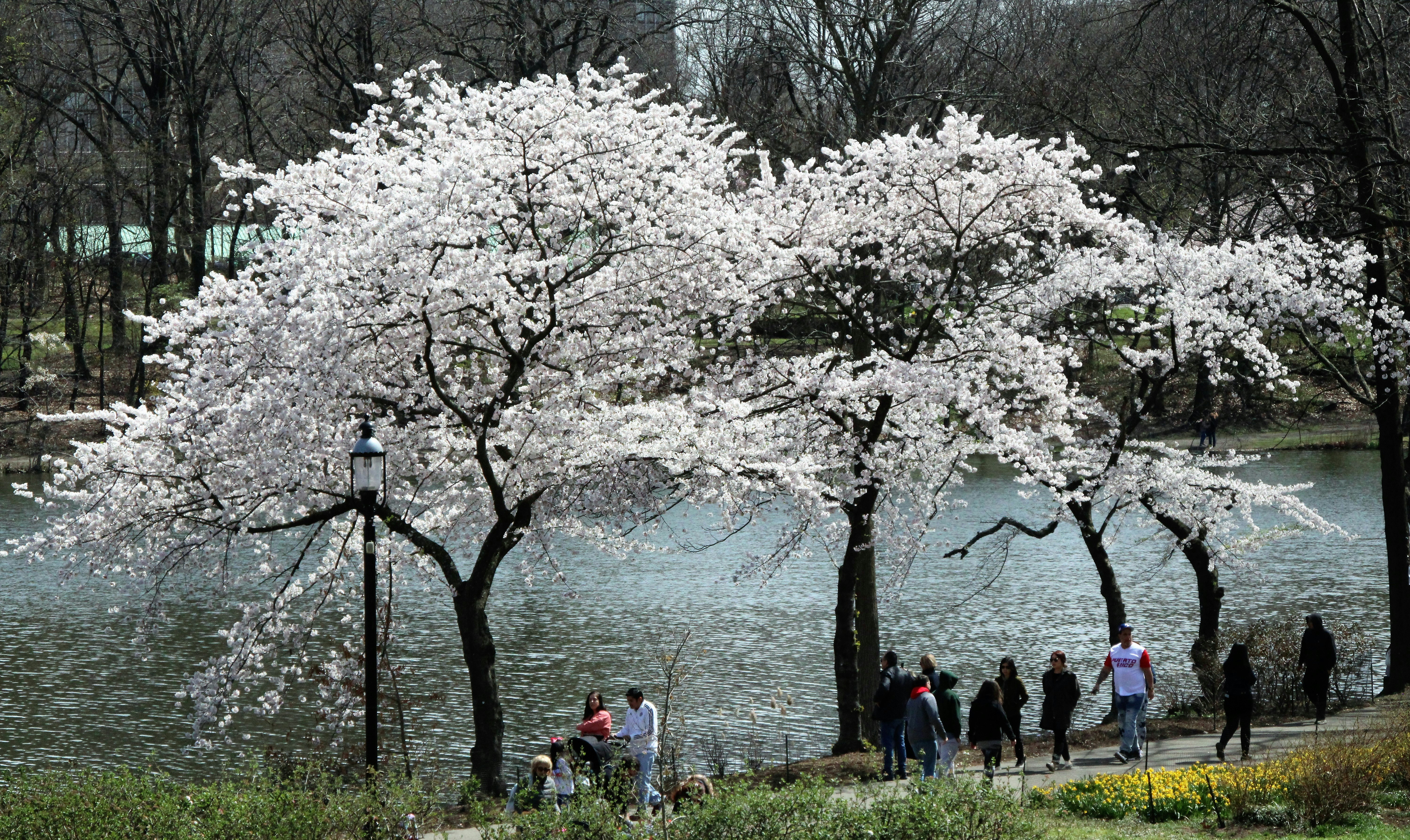 A group of people walking around a park next to a lake photo – Free ...
