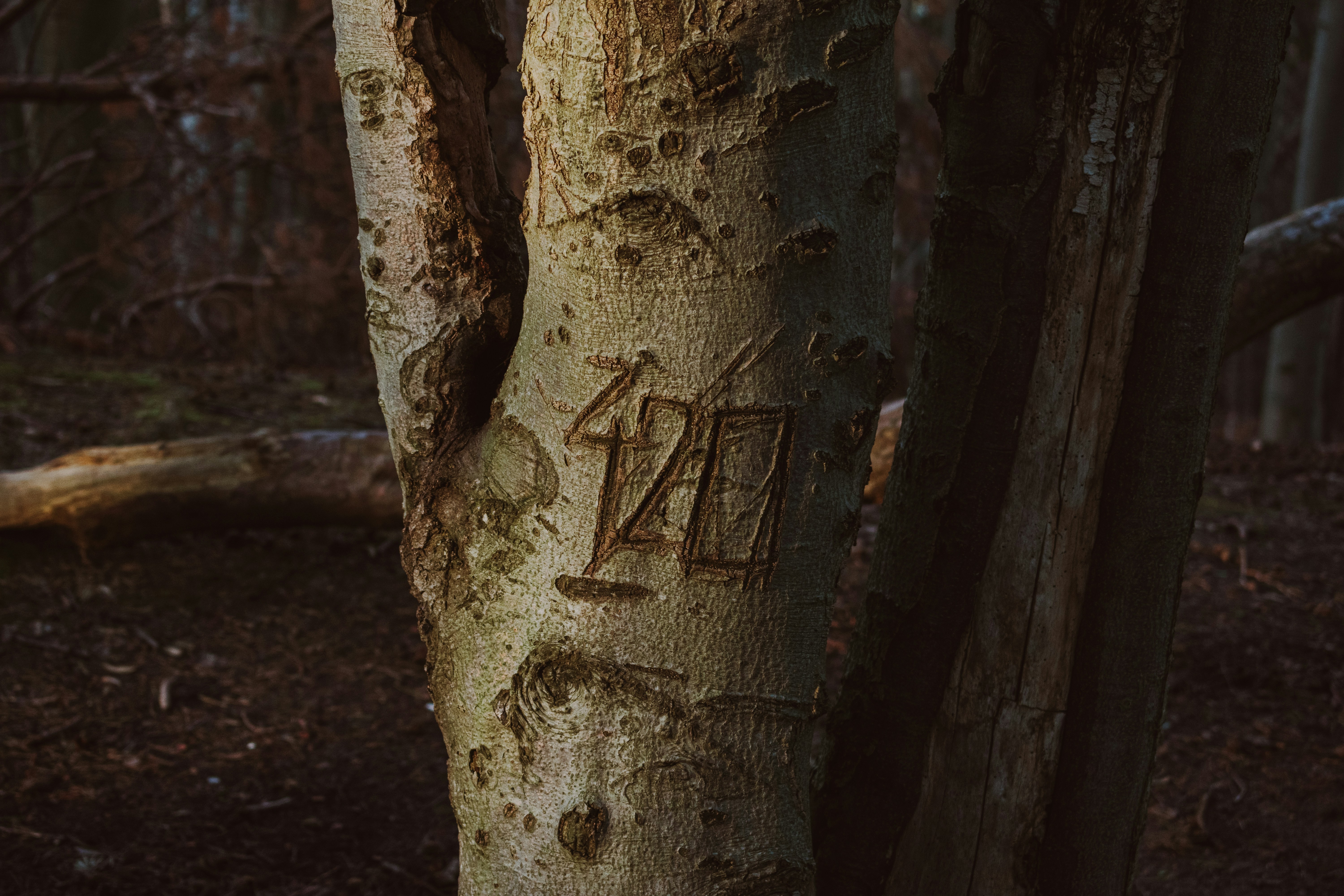 Tree trunk with the number 420 carved into its bark in a shadowy forest setting.