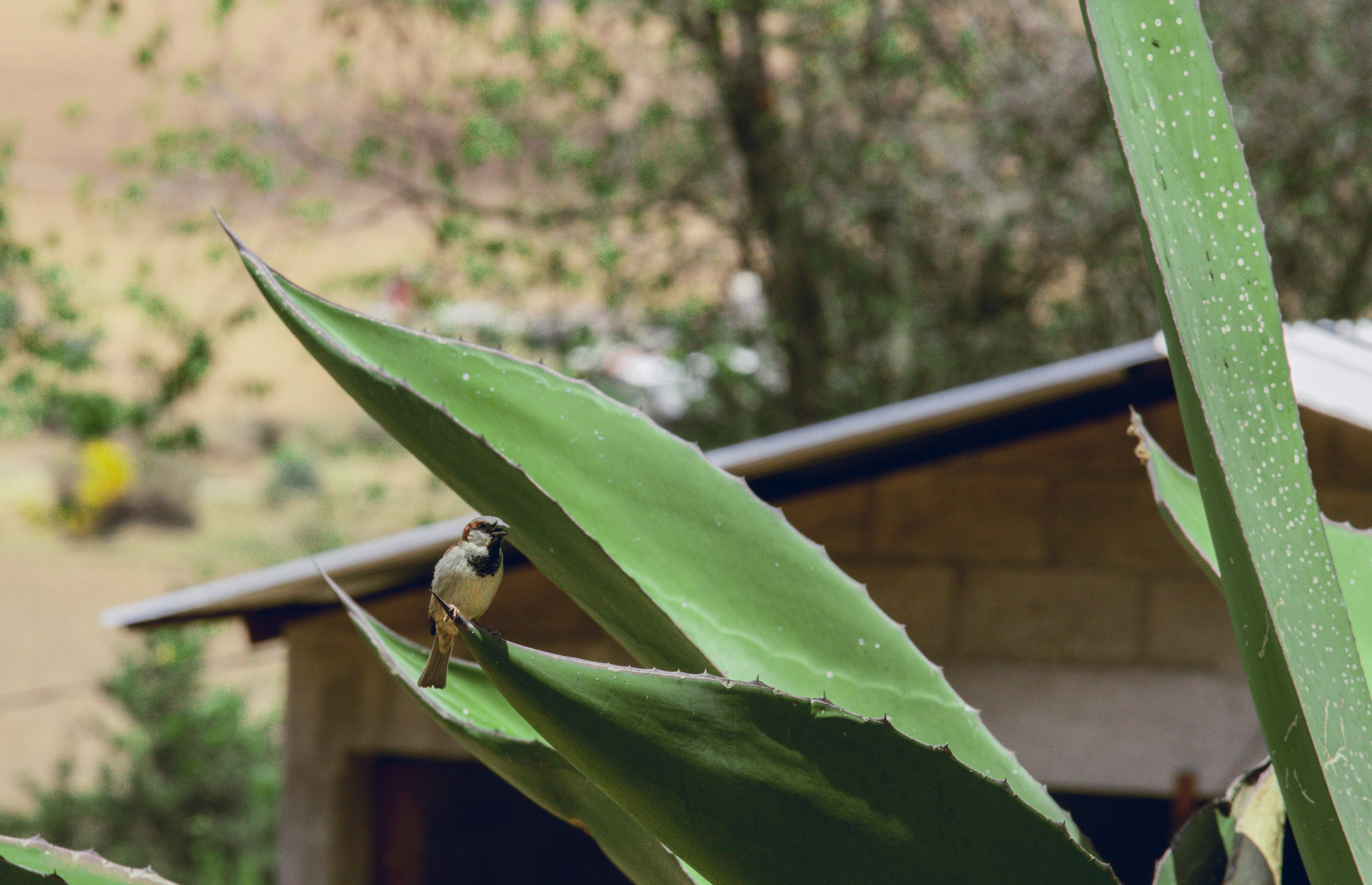 Resolute Leaf and Distant Structure: A Quiet Garden Moment