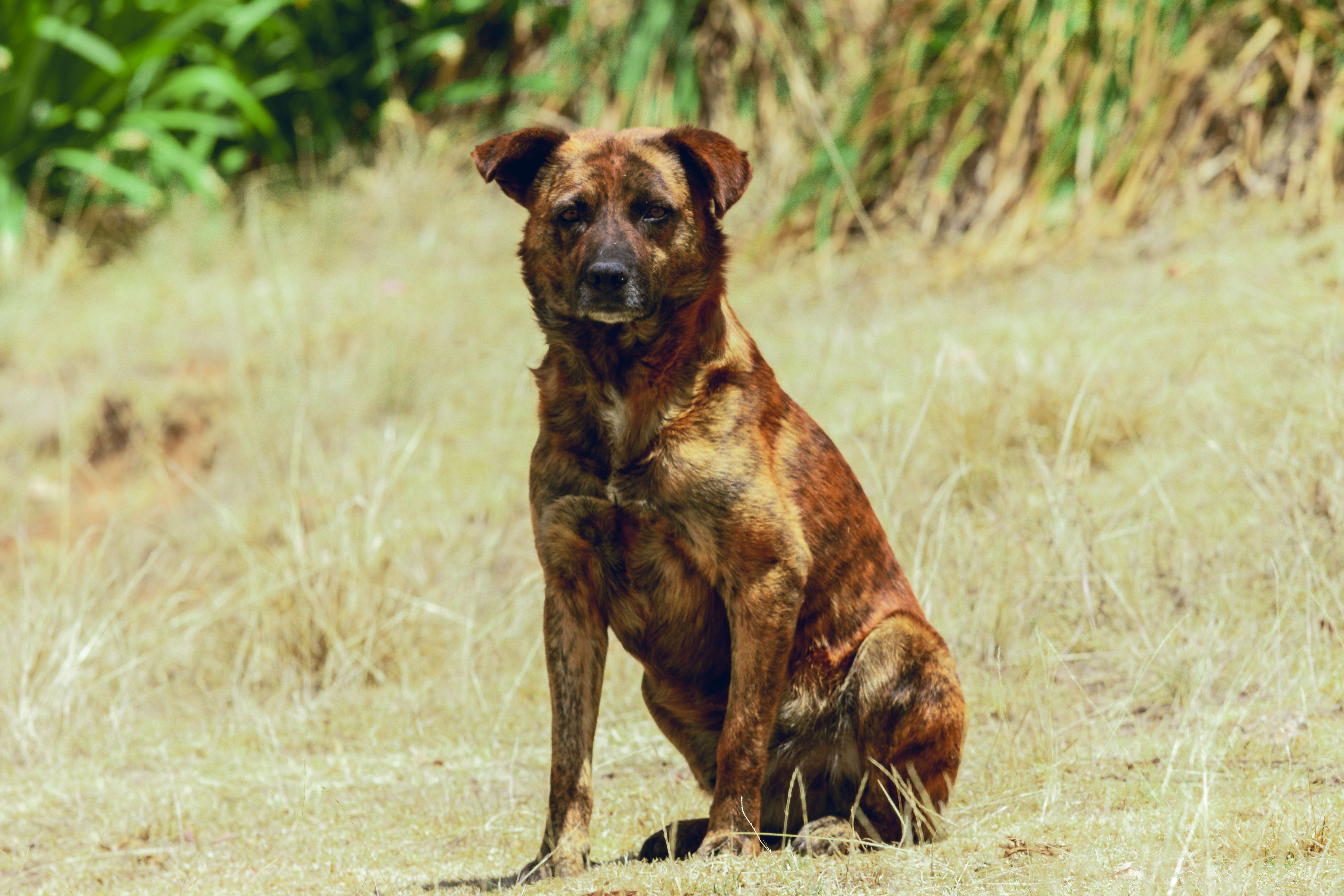 Sunlit Canine in a Grassy Meadow