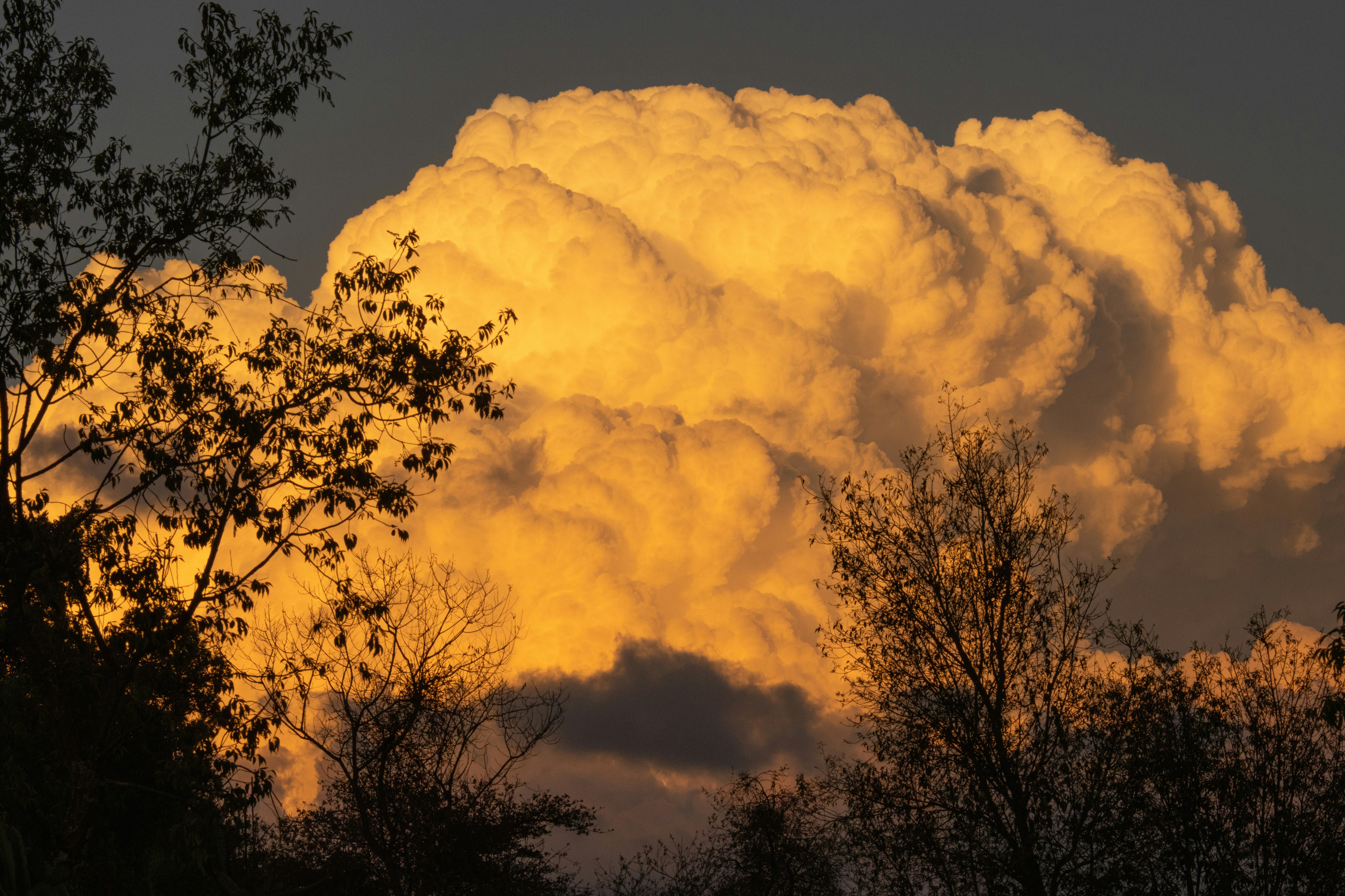 Gilded Cloud Monolith Rising Above Silhouetted Trees