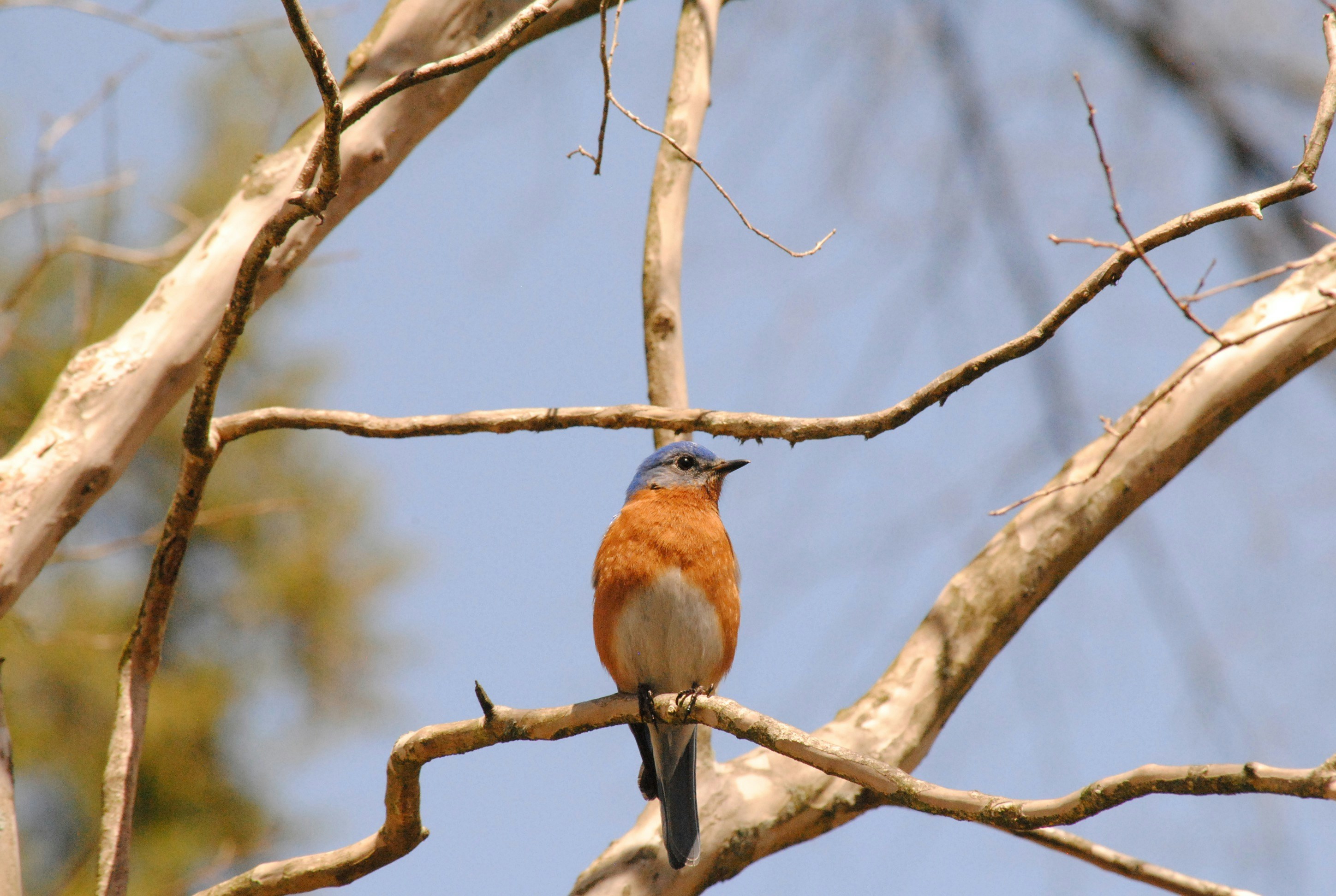 Photo by Opal Siegal with Nikon D3000