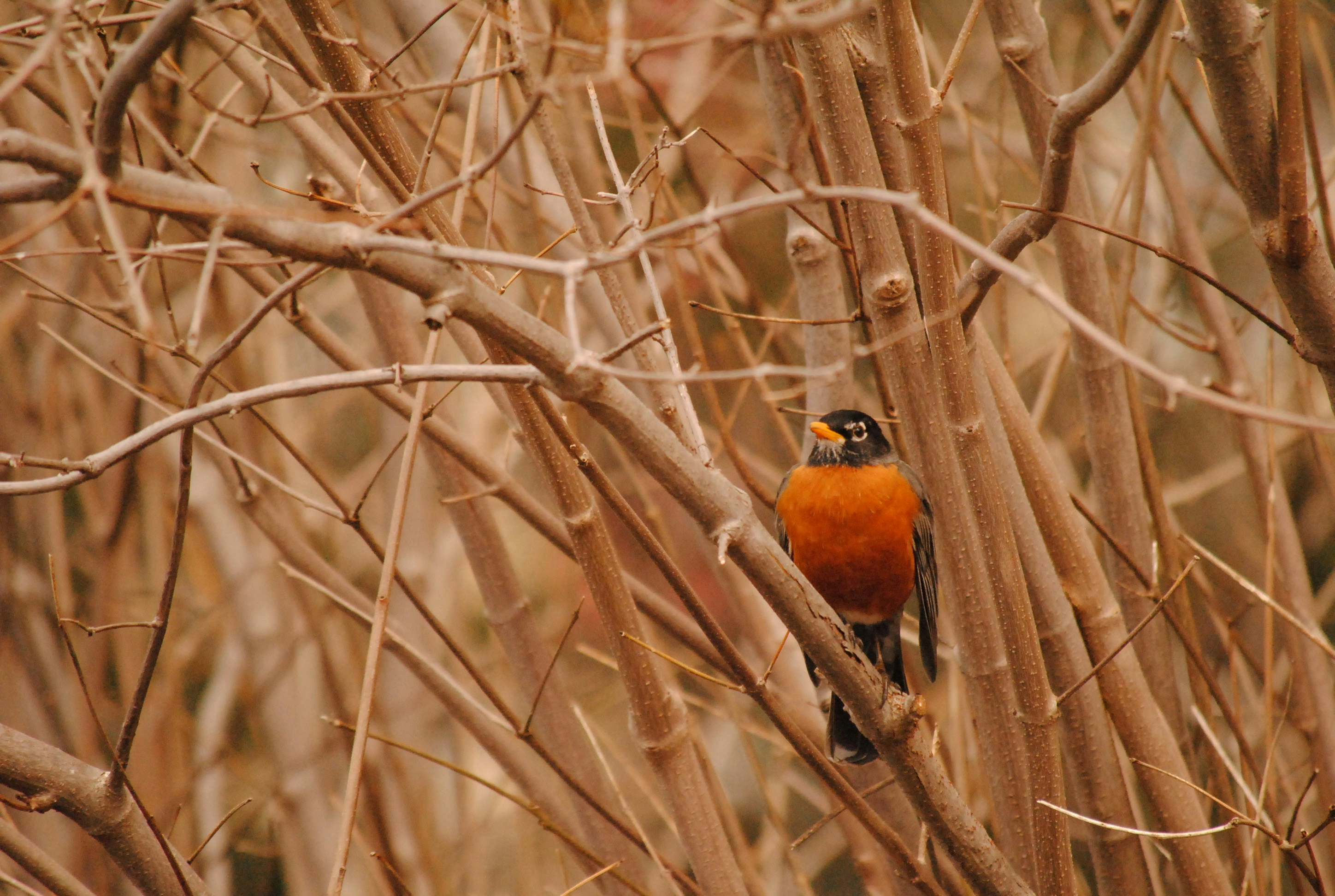 Amber-Chested Songbird Perches Through a Maze of Bare Winter Branches