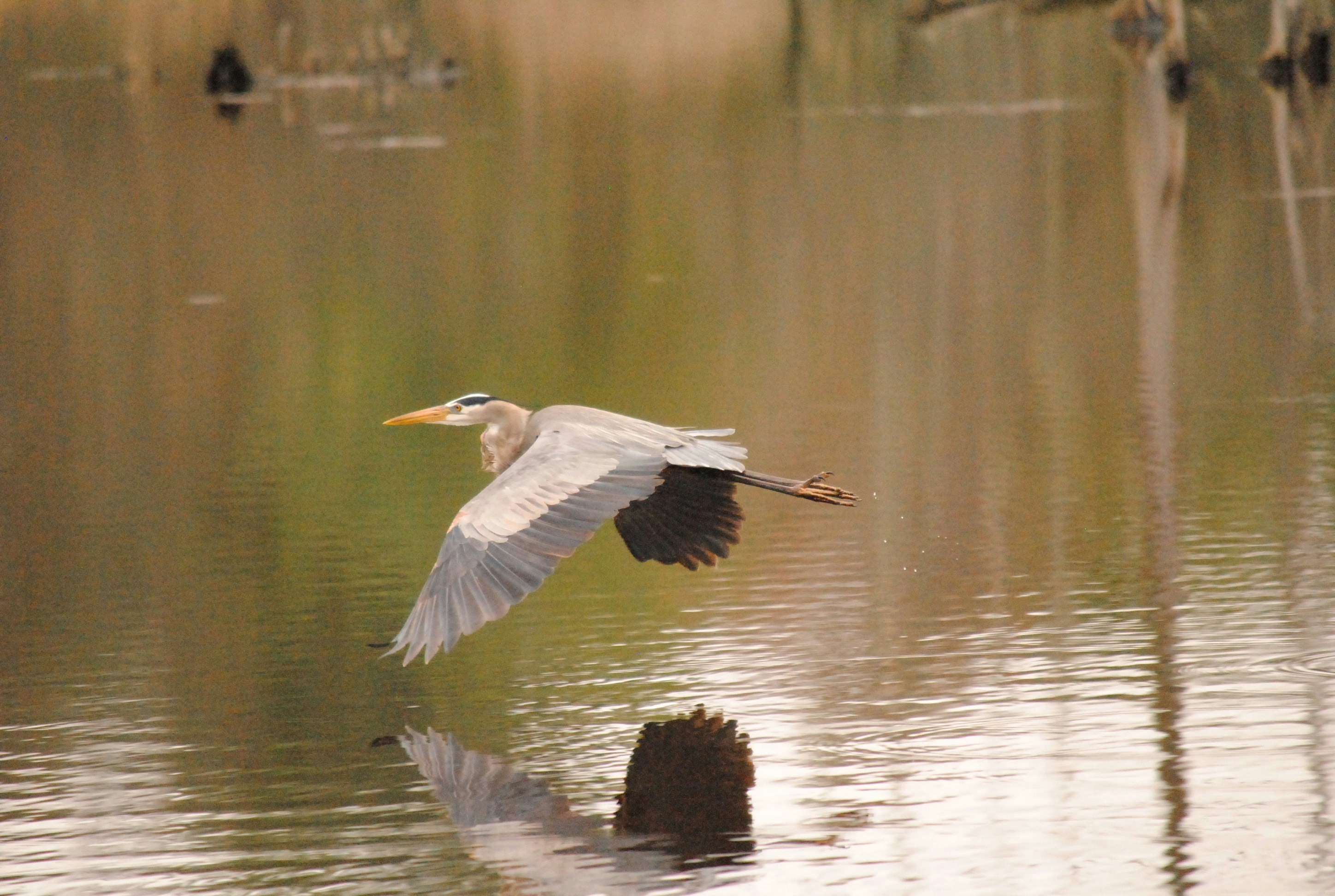 A bird flying over a body of water photo – Free Heron Image on Unsplash