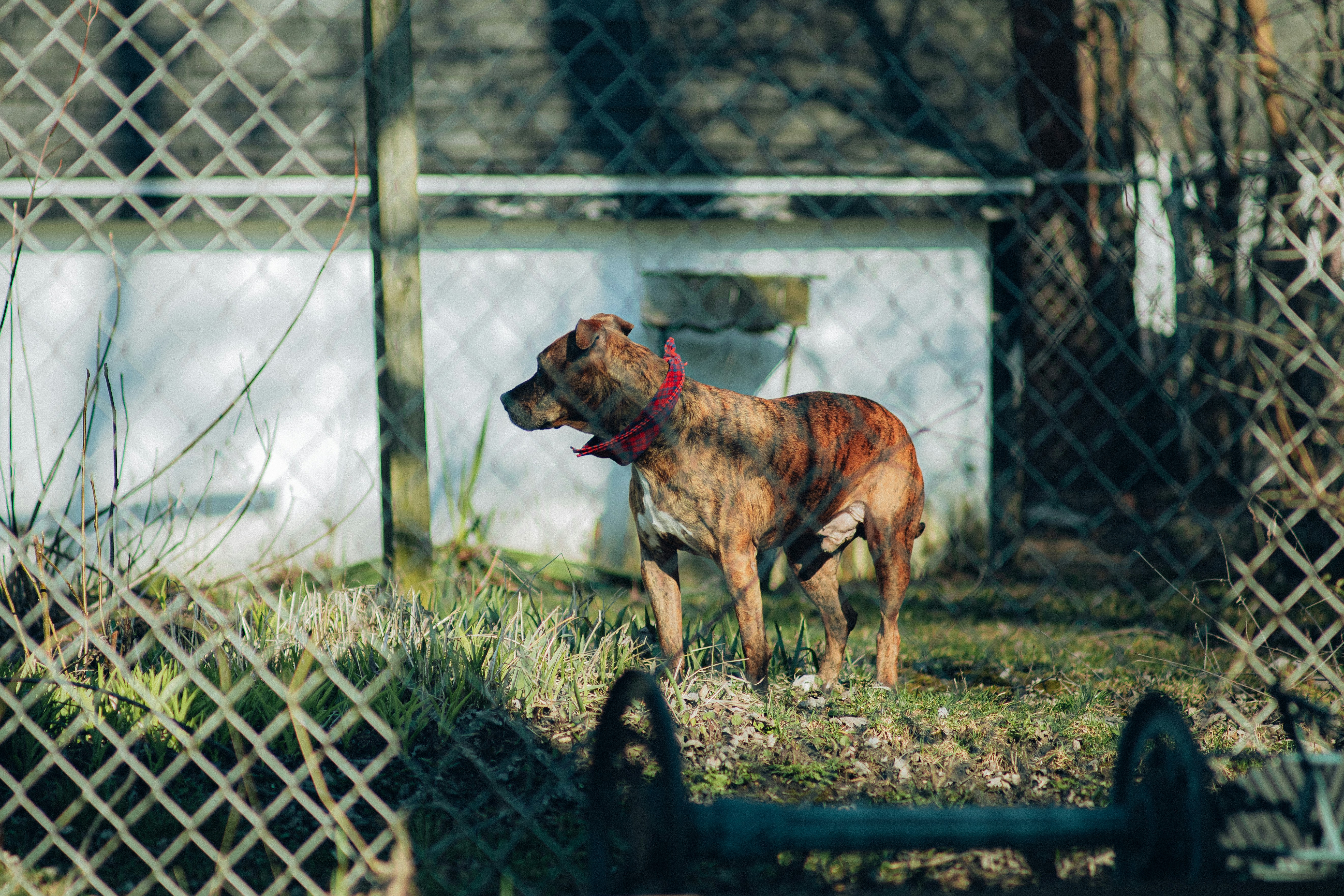 Sunlit Sentinel: A Brindle Dog in a Chain-Link Yard