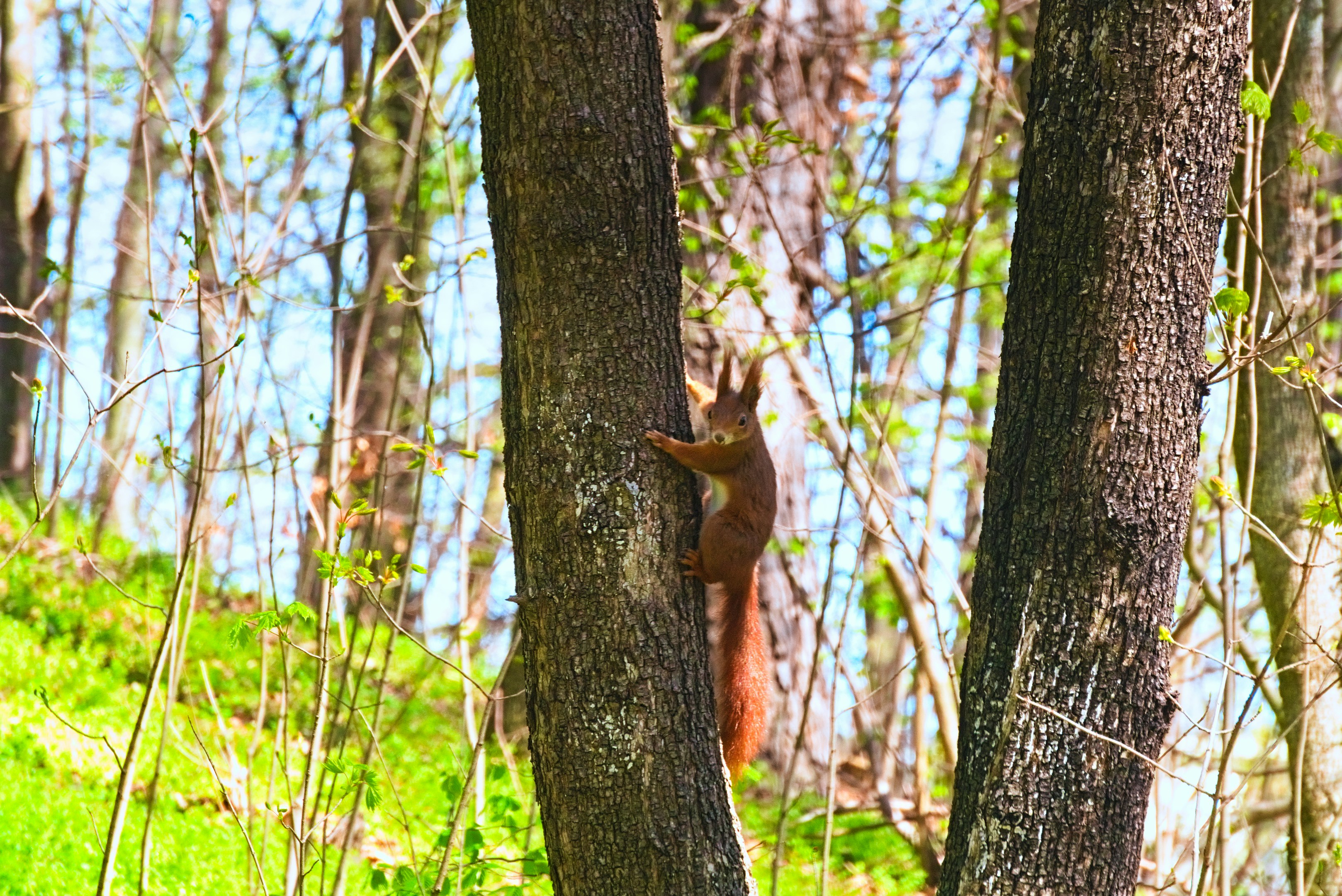 a squirrel climbing up the side of a tree