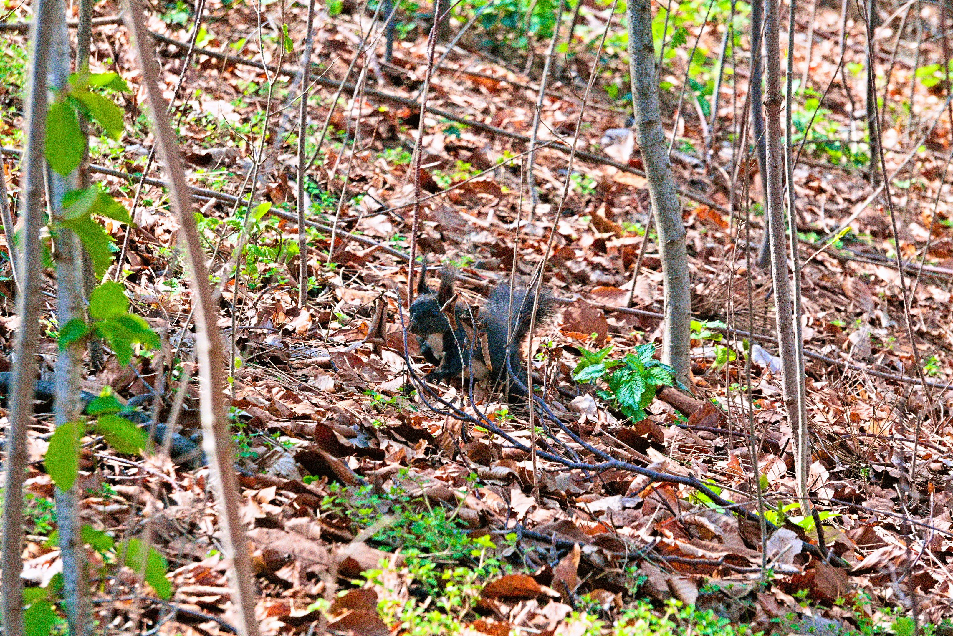Hidden Dark Silhouette in Leaf-Litter Under a Web of Twigs
