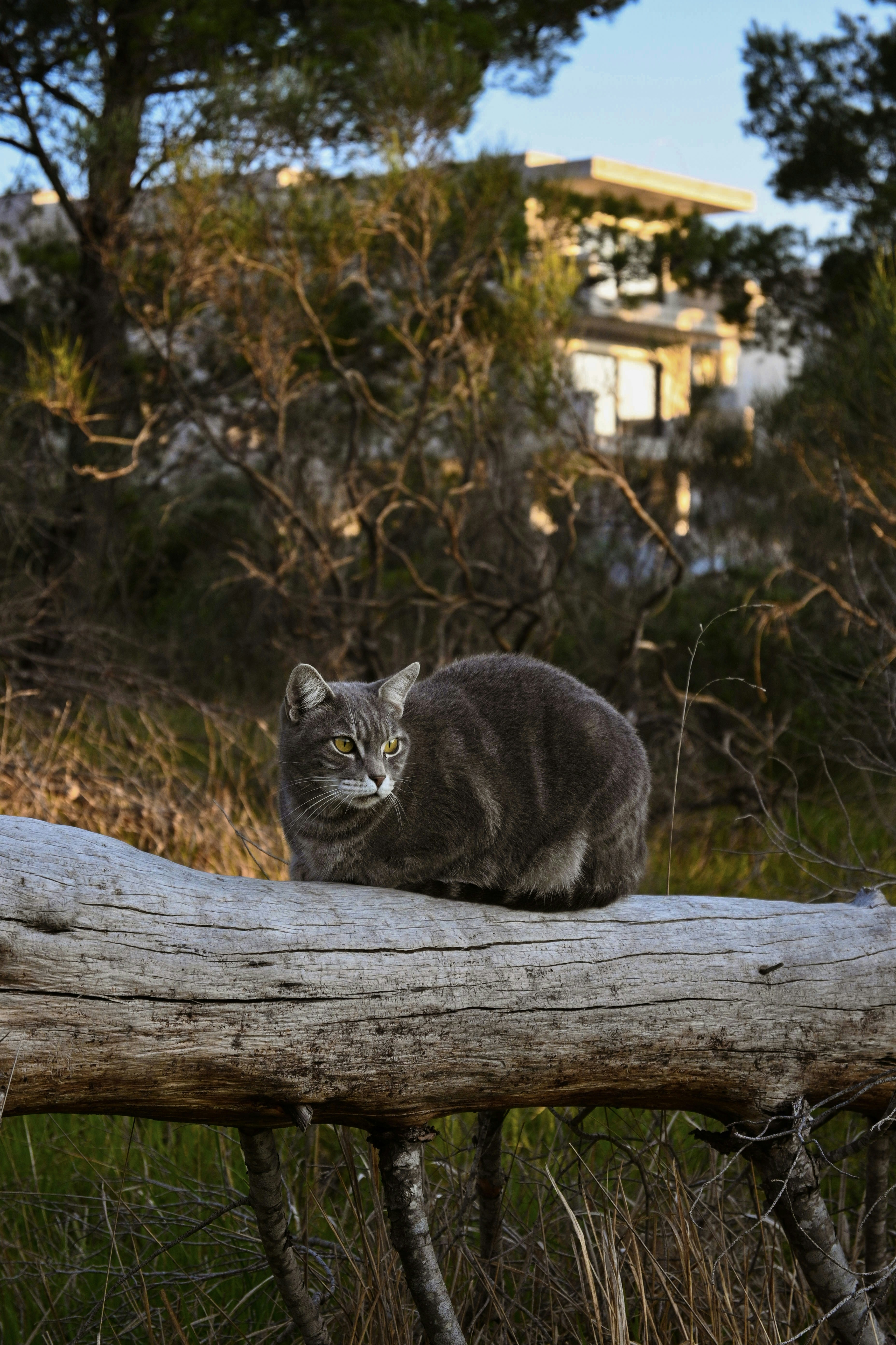 Pine Shadows and a Patient Cat: On a Weathered Log at Dusk