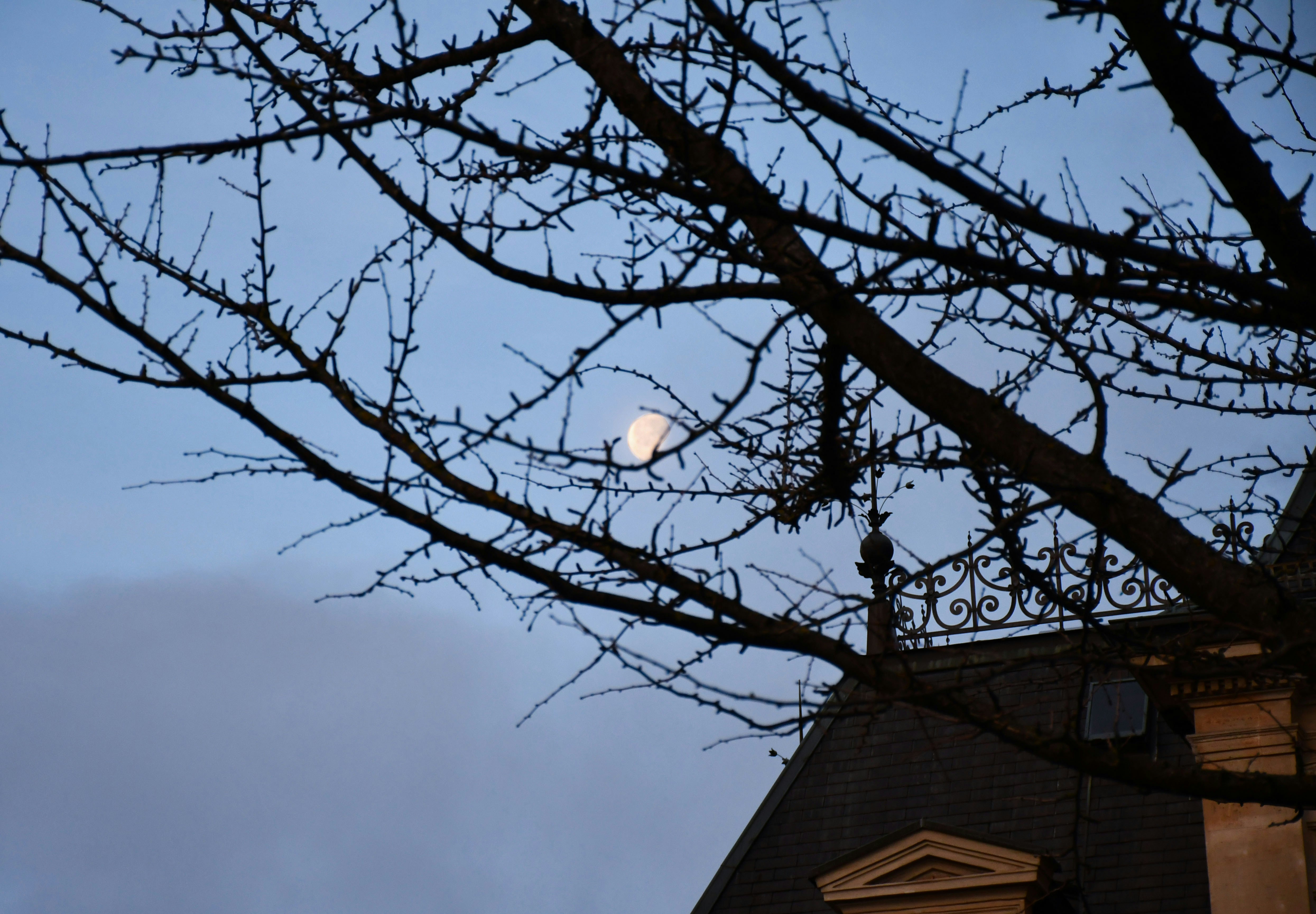 La lune est vue à travers les branches d’un arbre photo – Image ...