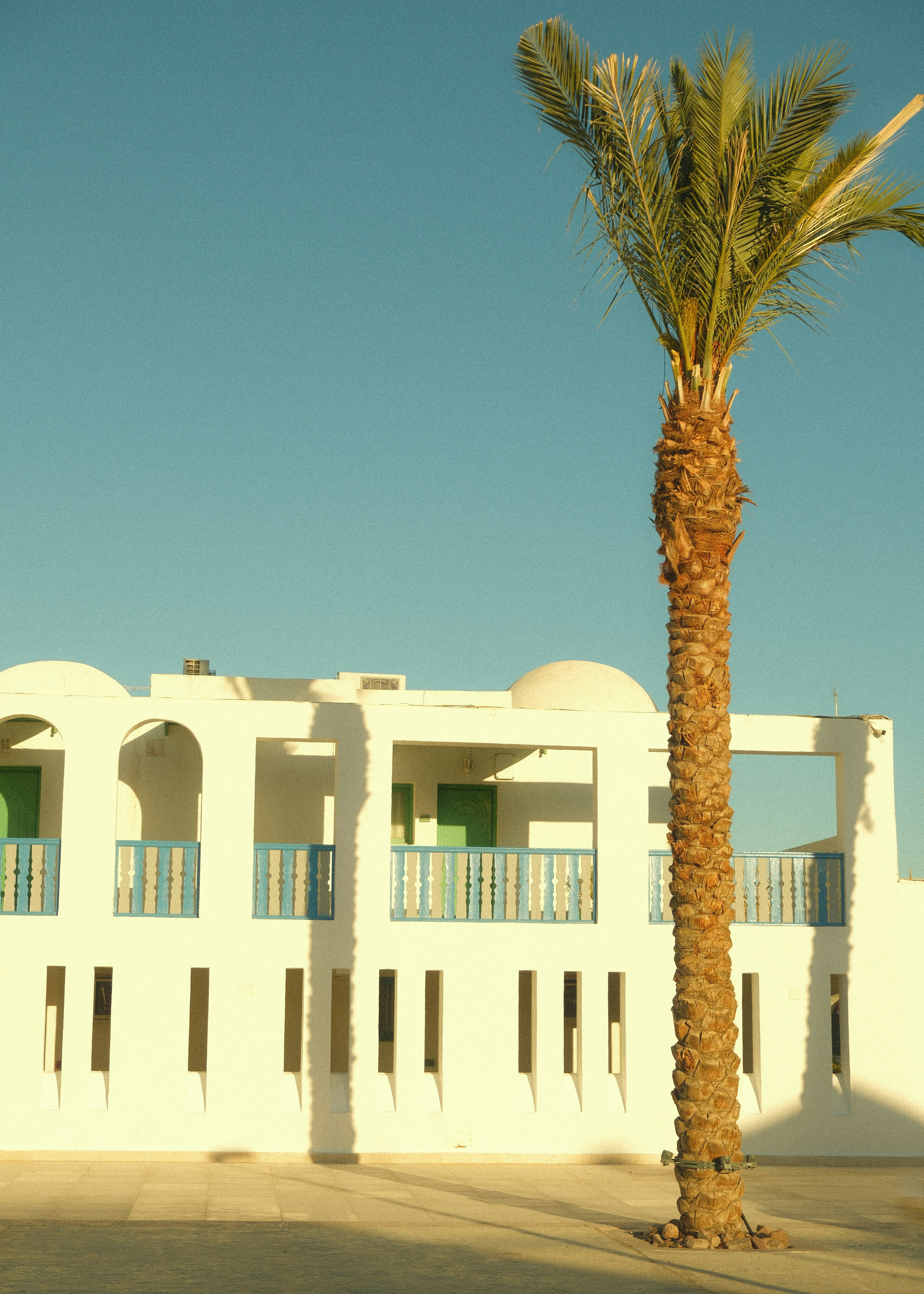 A palm tree in front of a white building photo – Free Egypt Image on ...