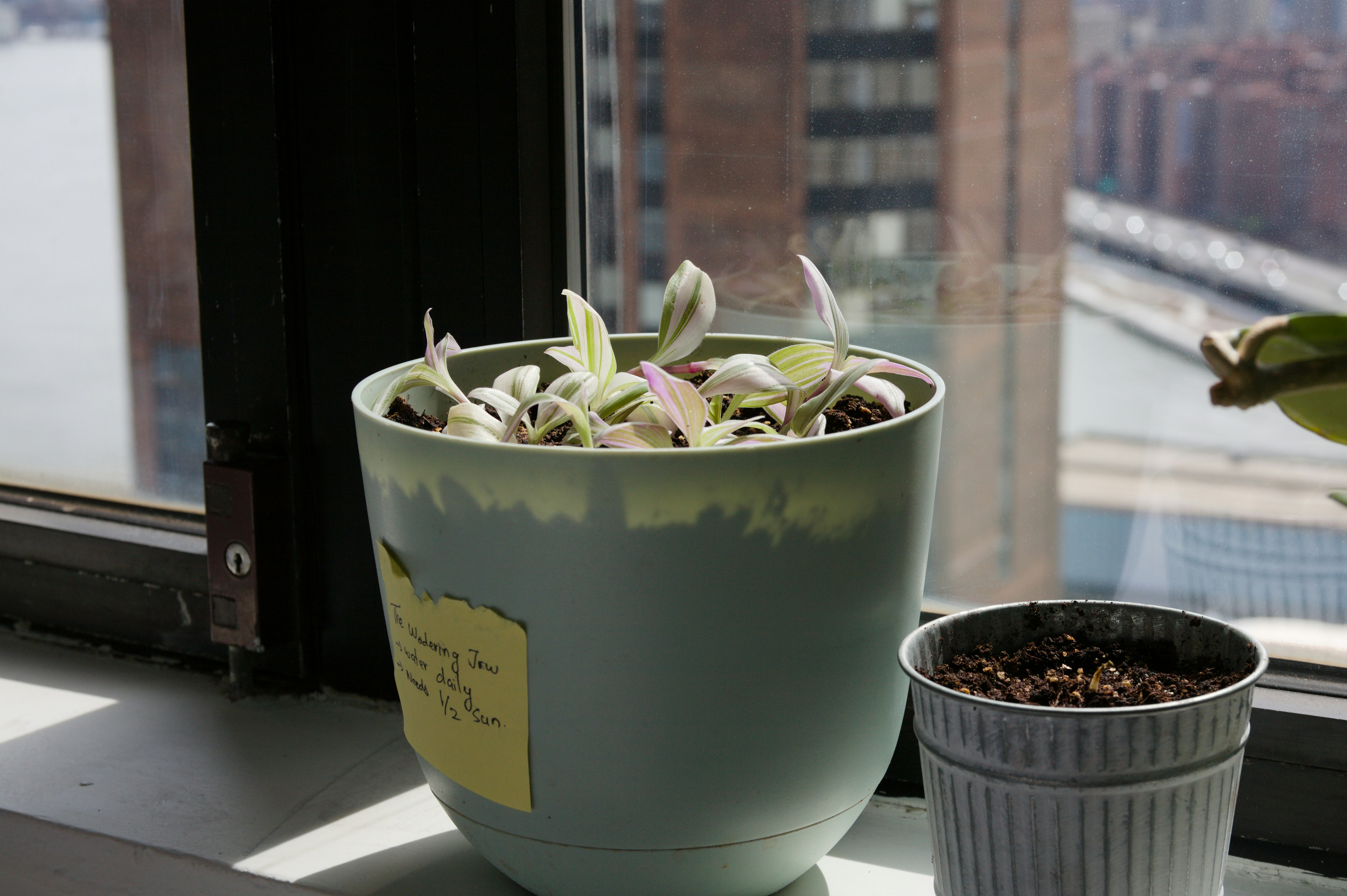 Mint Pot Morning: A Quiet Window Sill Portrait with Urban Backdrop
