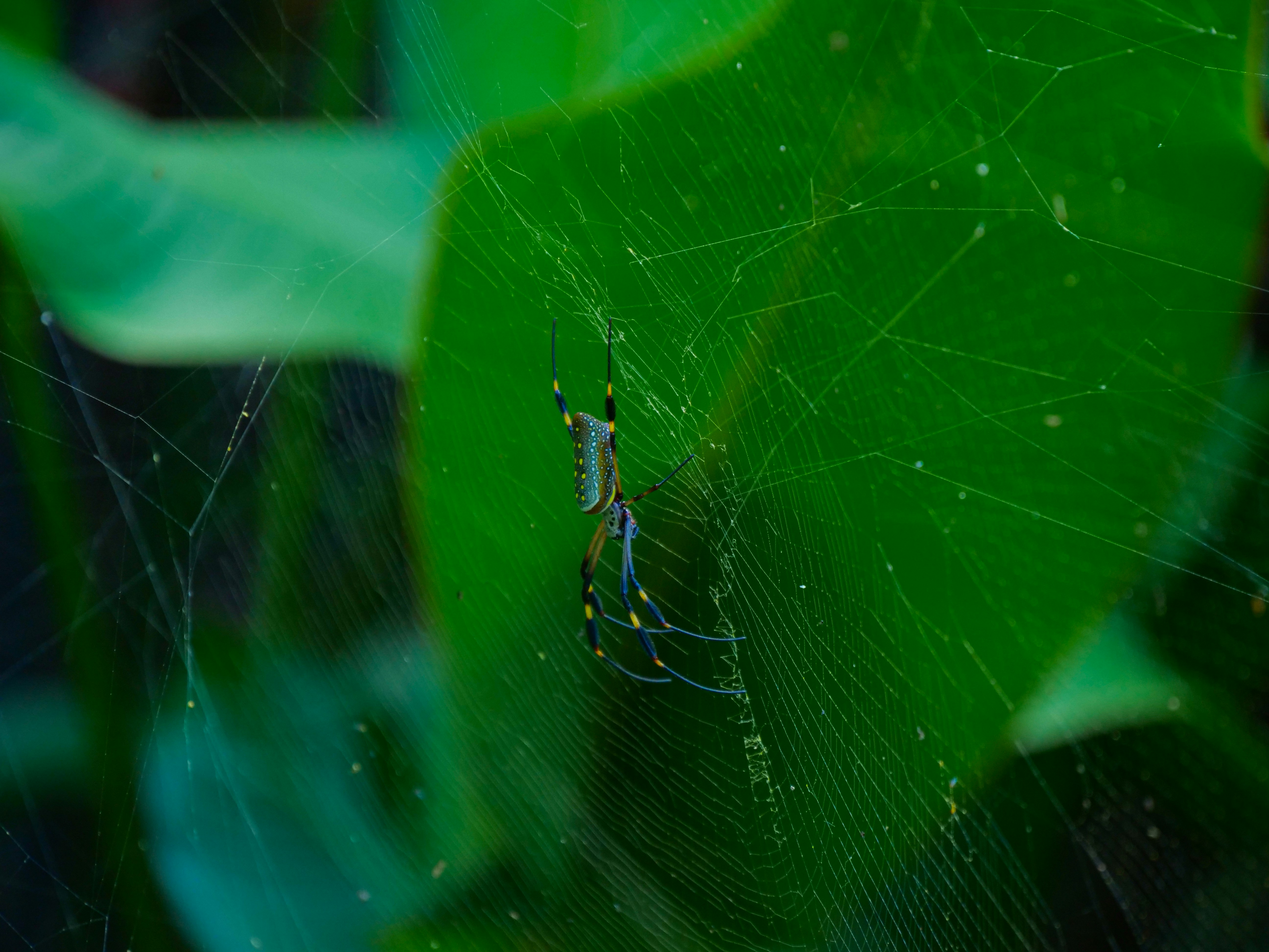 A close up of a spider on a green leaf photo – Free Drake bay Image on ...