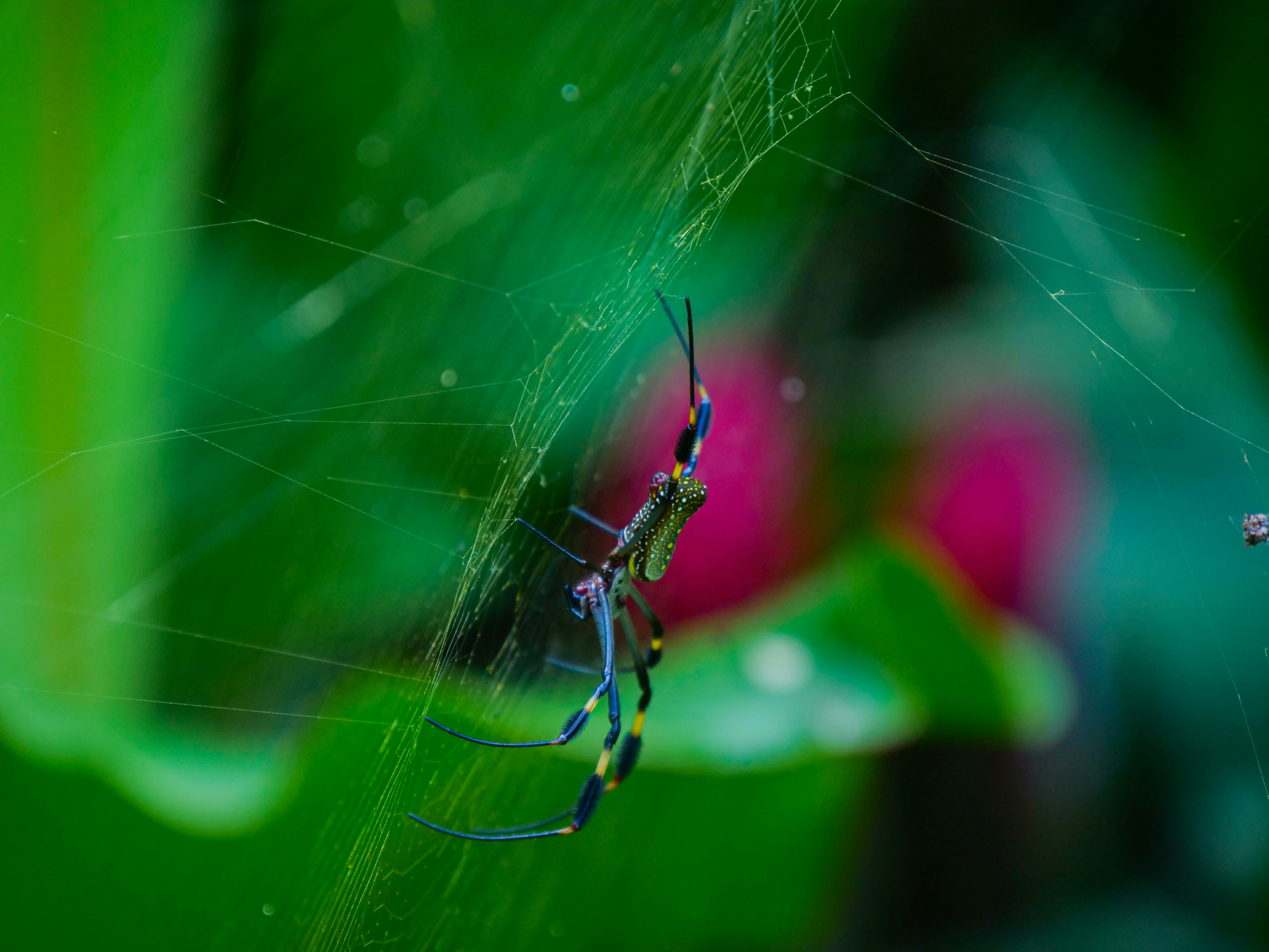 Verdant Threadwork: a green-yellow spider anchors its web among sunlit tropical leaves