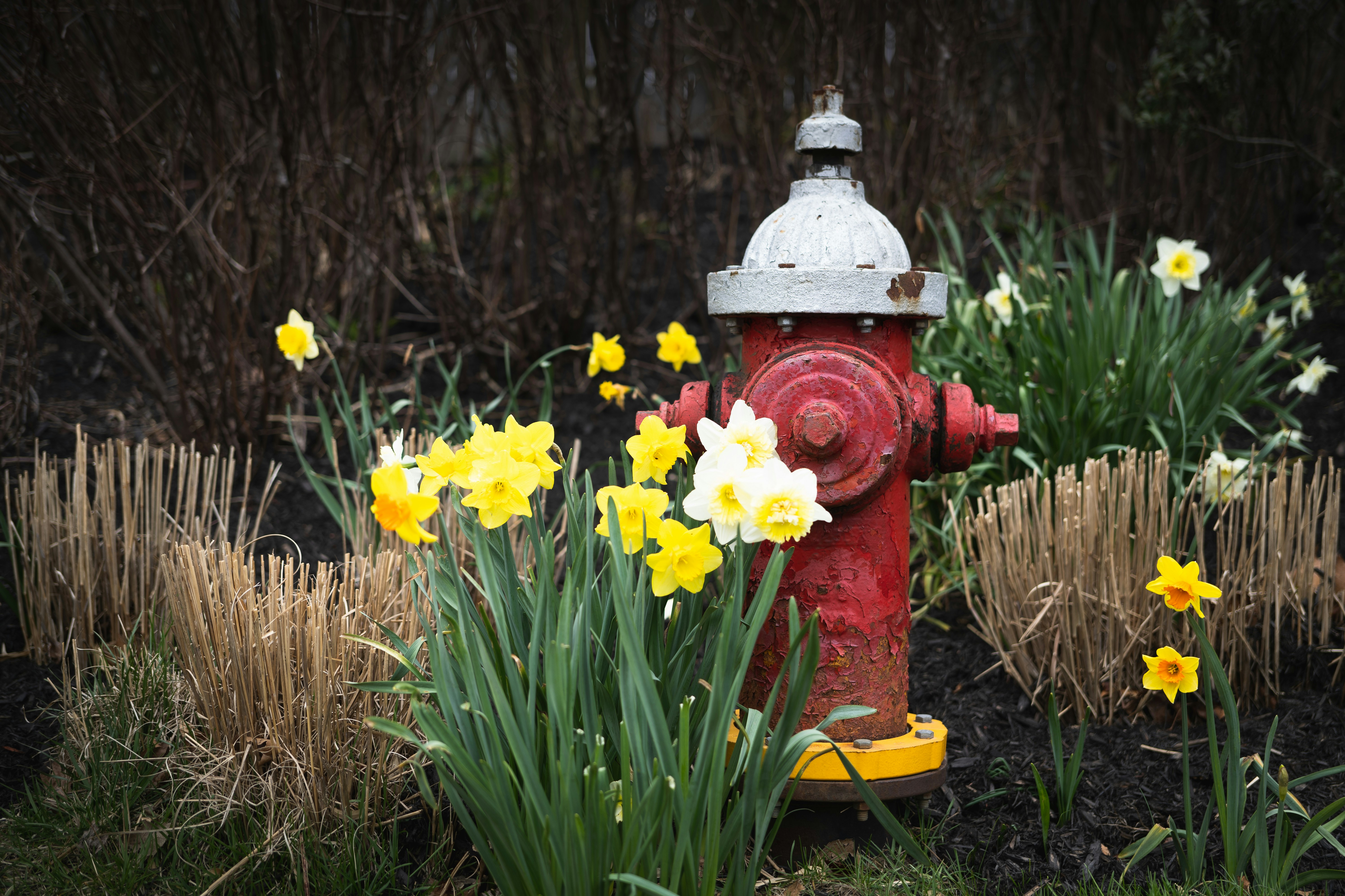 A red and white fire hydrant surrounded by daffodils photo – Free Fire ...