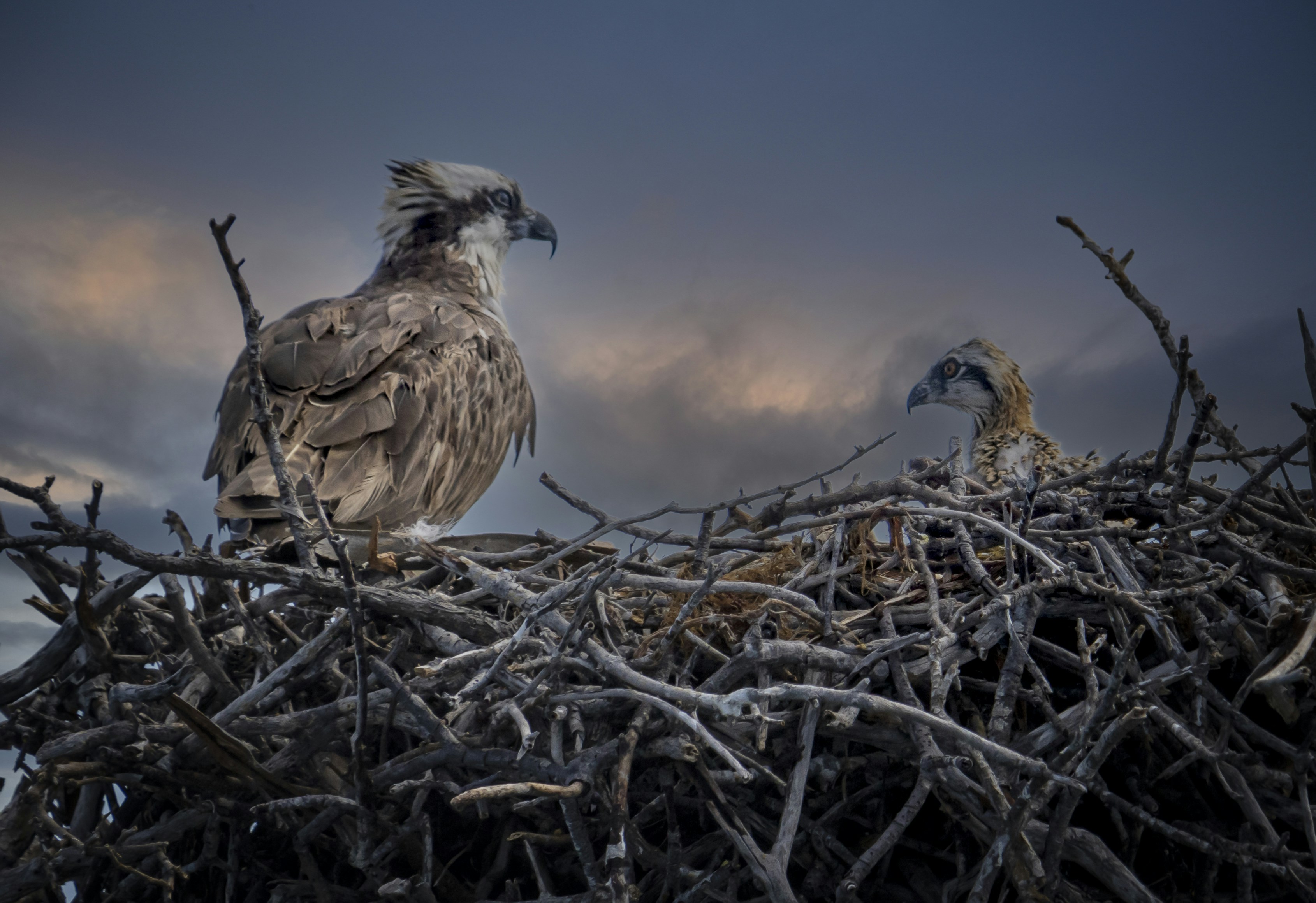Guardians of the Nest: A Moment of Vigilance