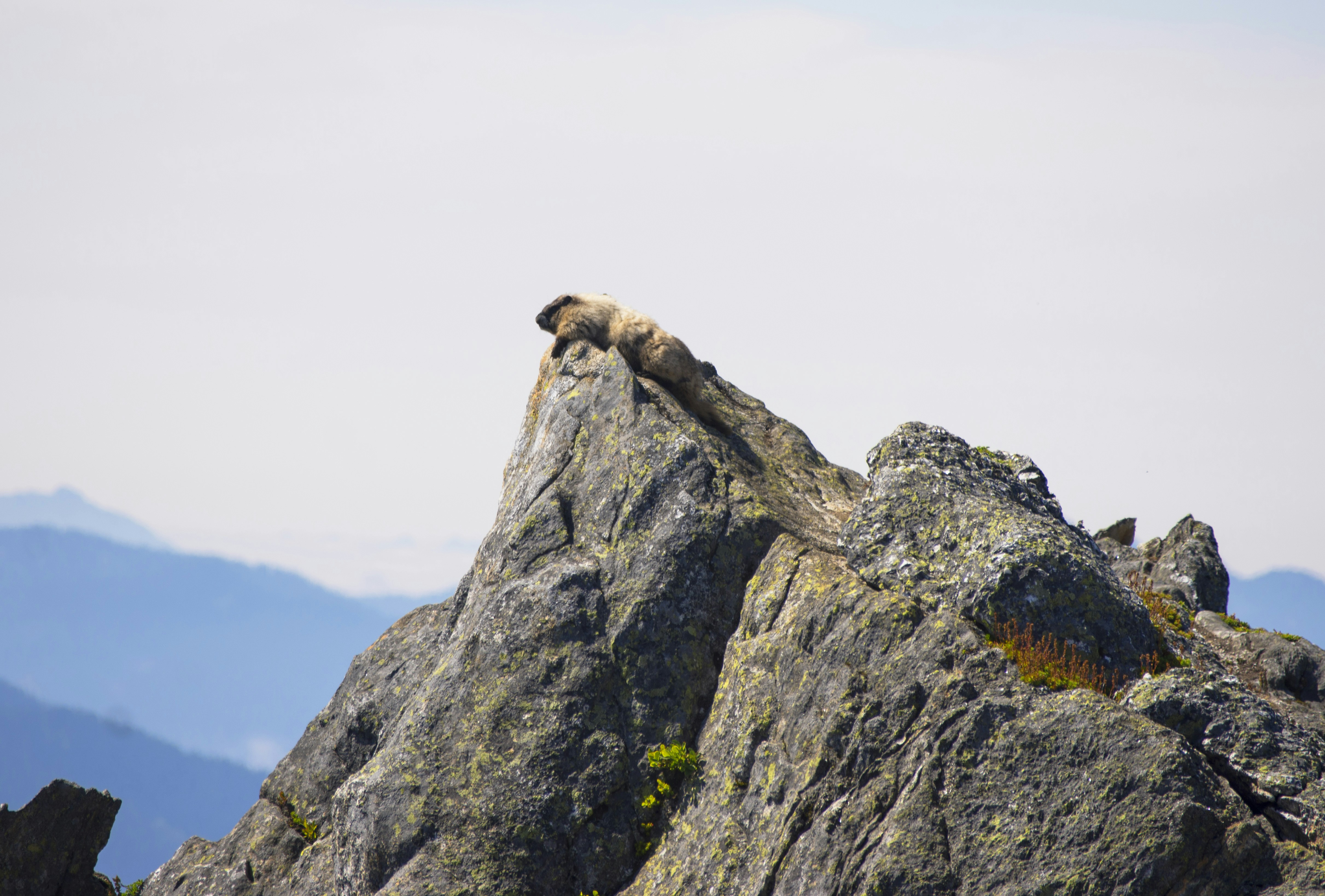 Marmot Sentinel on a Jagged Granite Crest