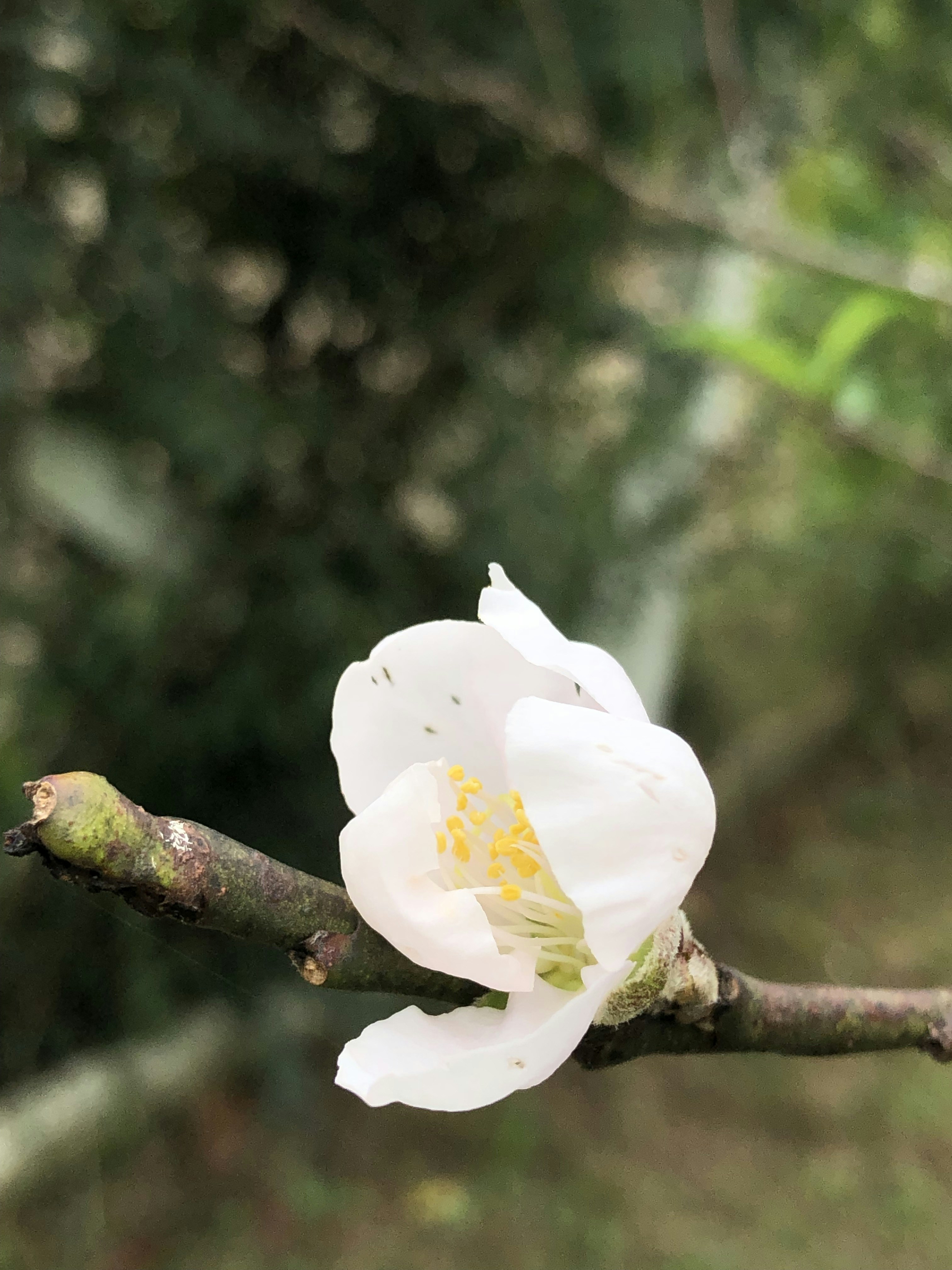 a close up of a flower on a tree branch