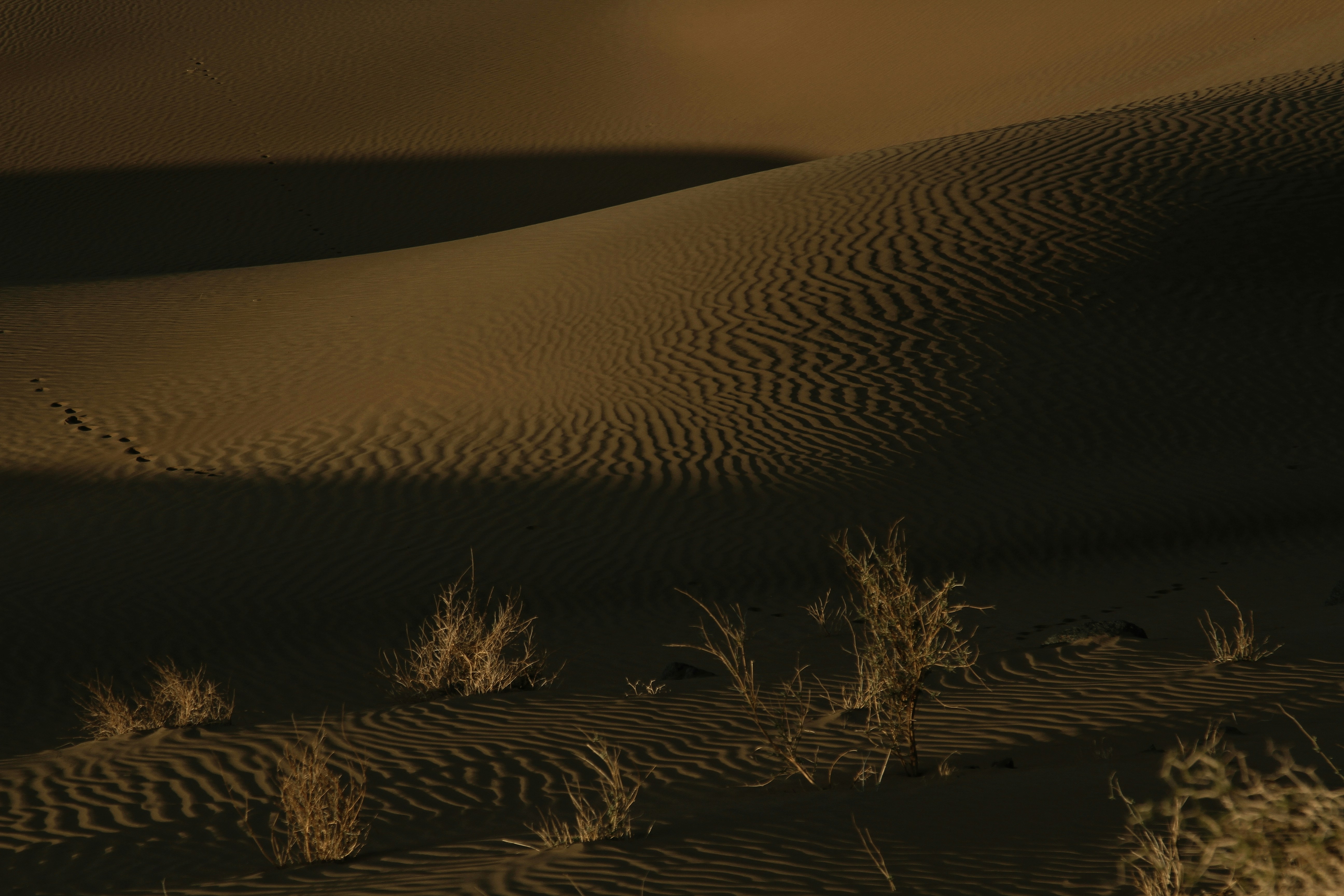 Golden sand dunes with sparse vegetation under soft evening light.