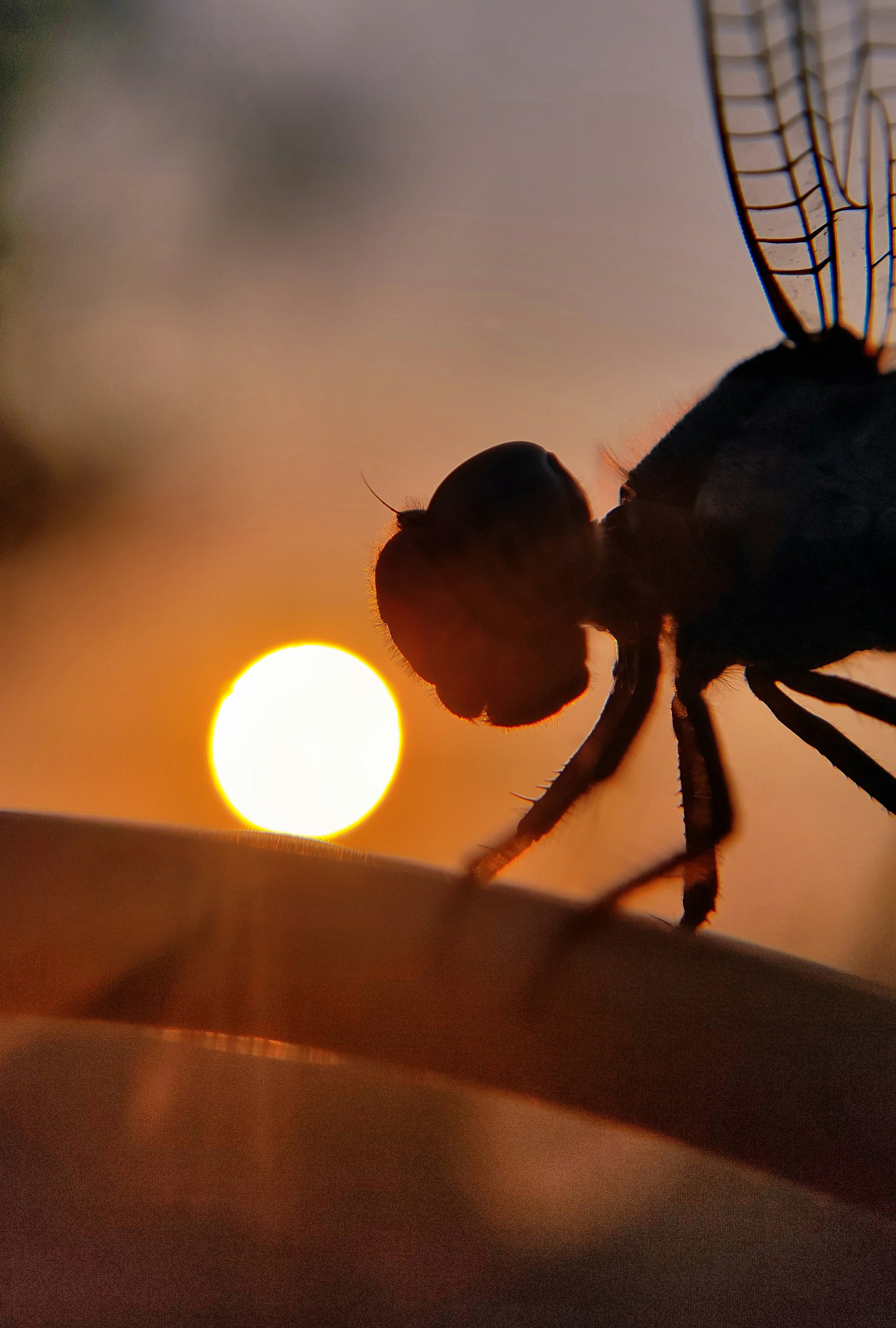 a close up of a mosquito on a person's arm