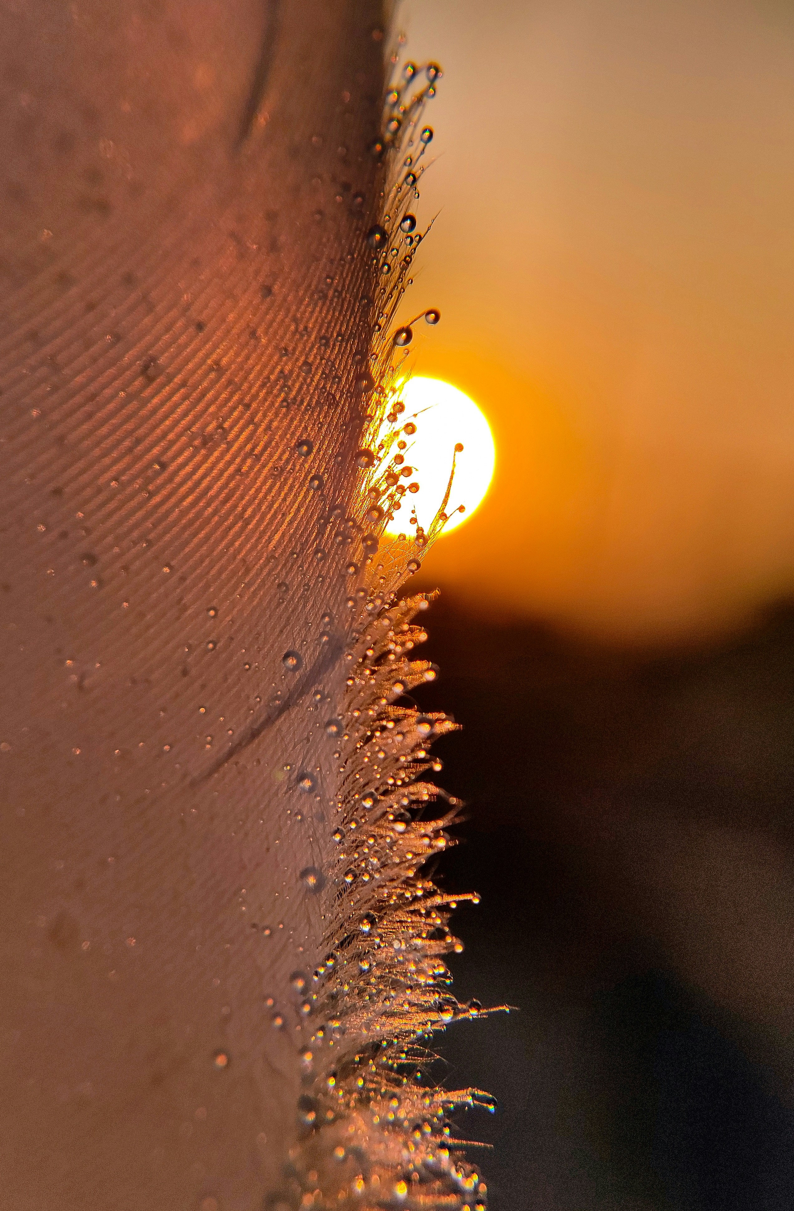 the sun is setting behind a feather