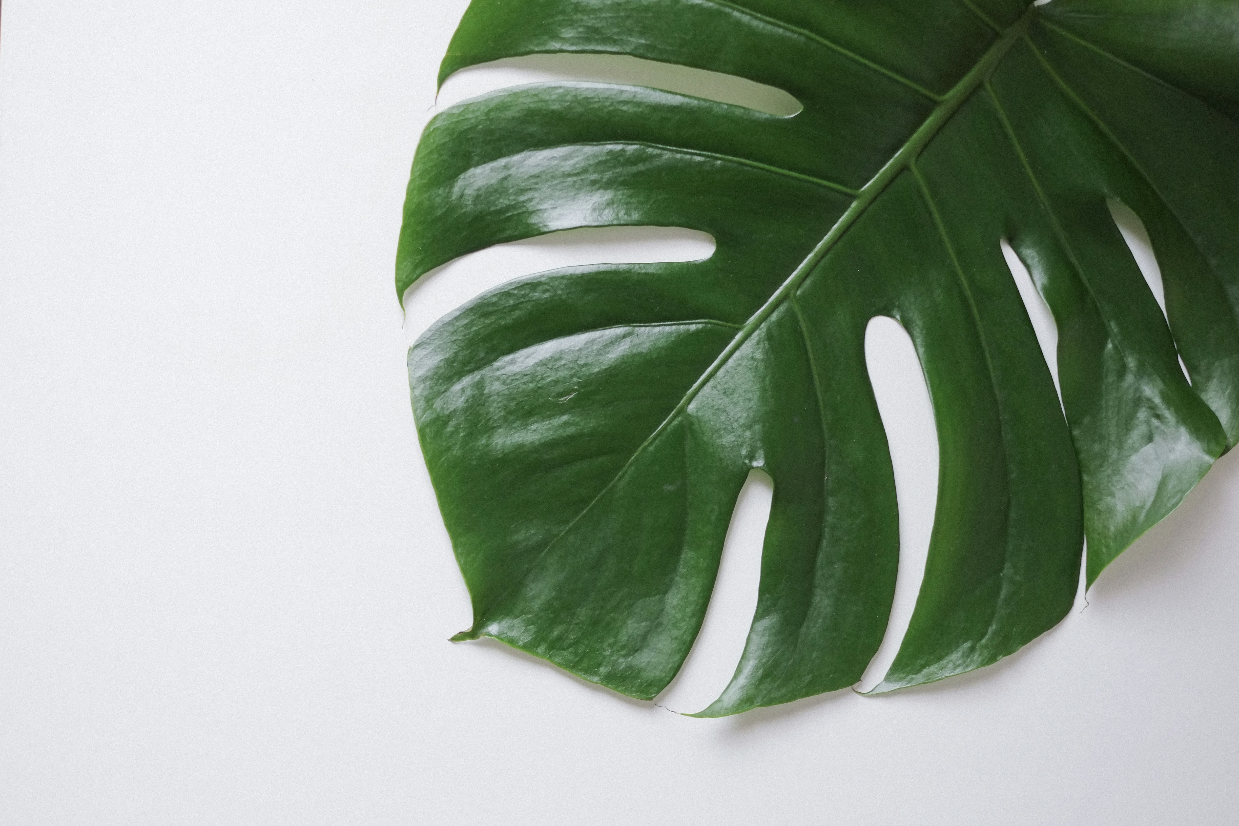 A large green leaf on a white background photo – Free Leaf Image on ...