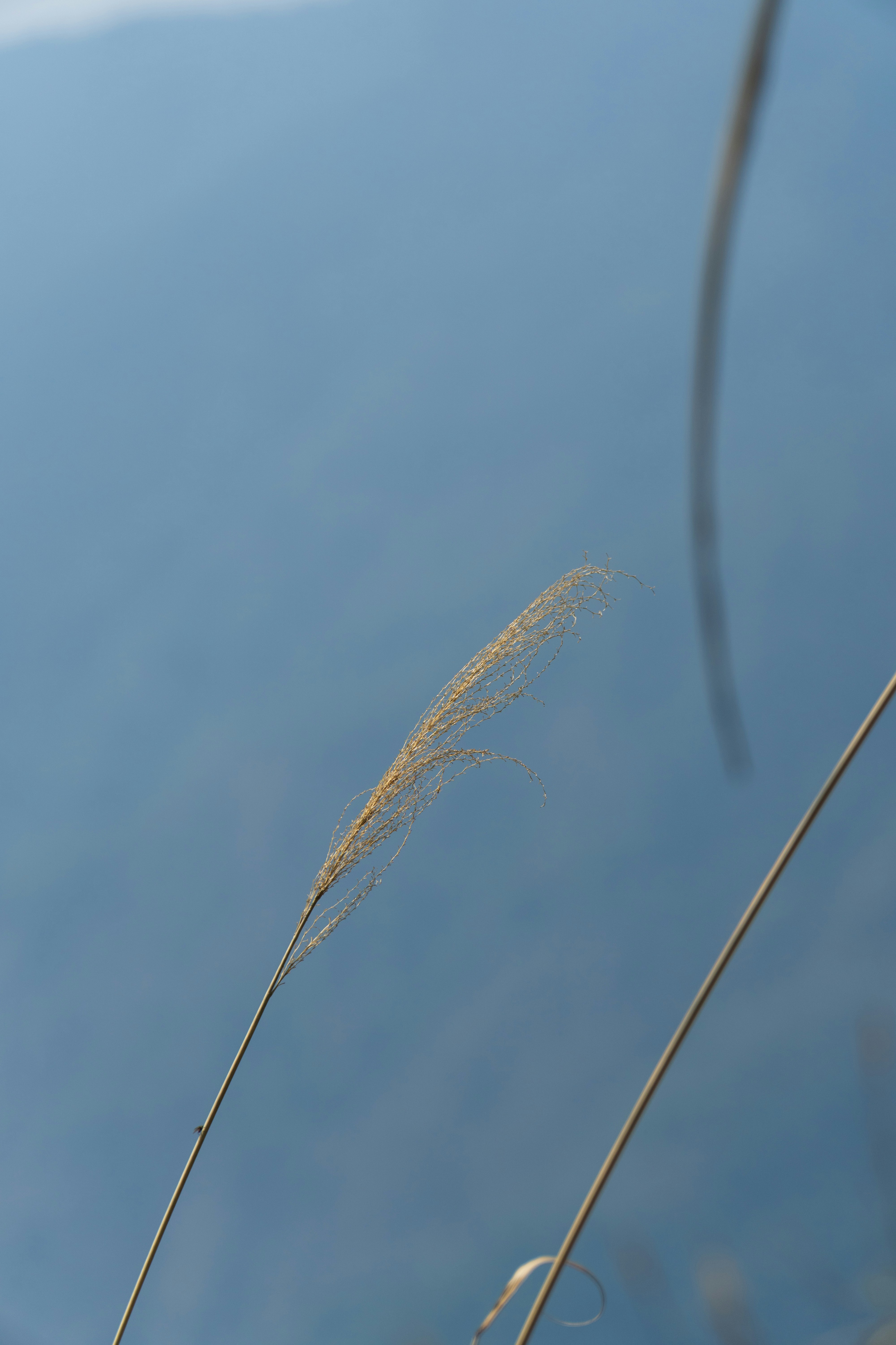 a close up of a plant with water in the background