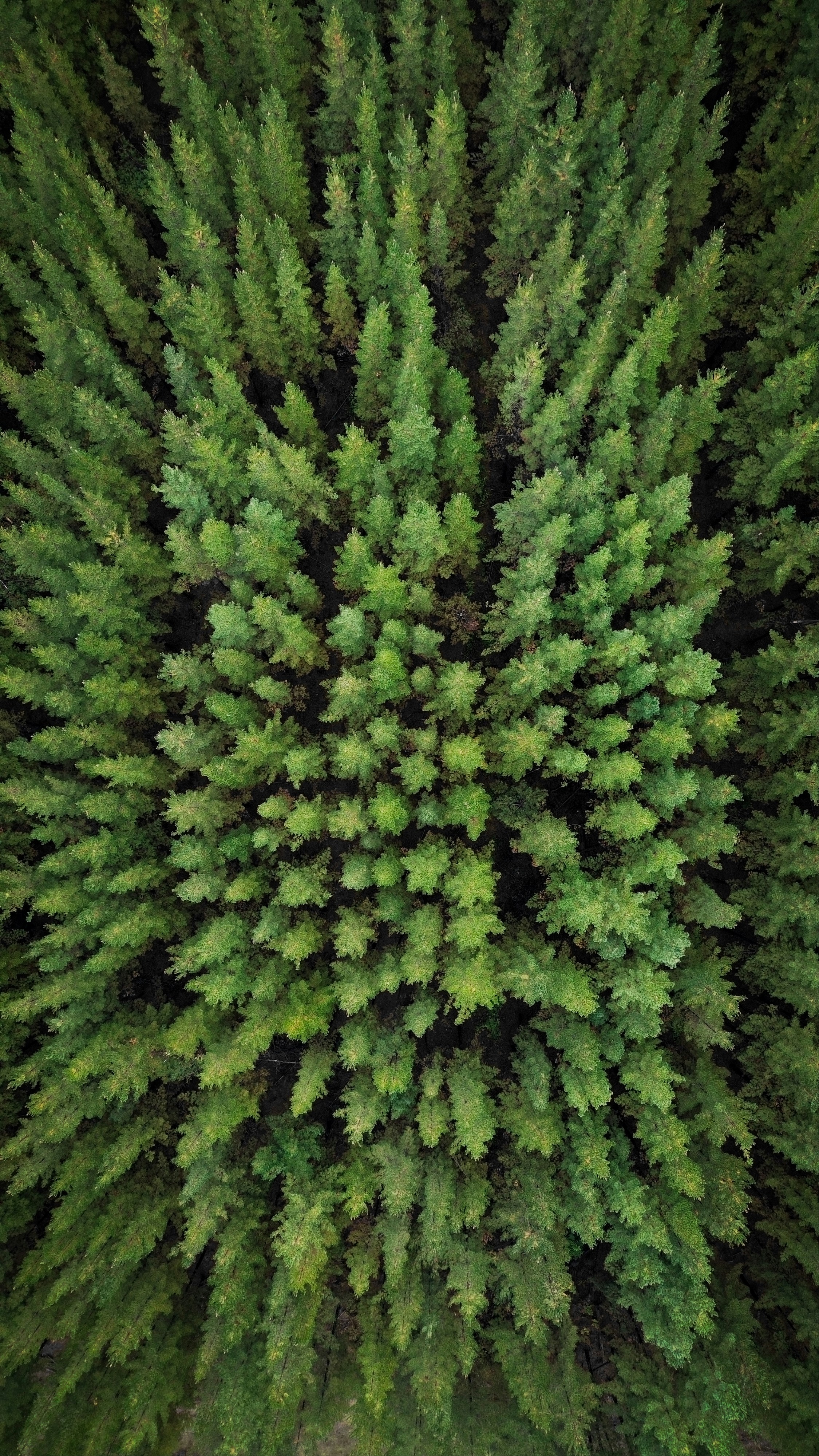 An aerial view of a forest with lots of trees photo – Free Marysville ...